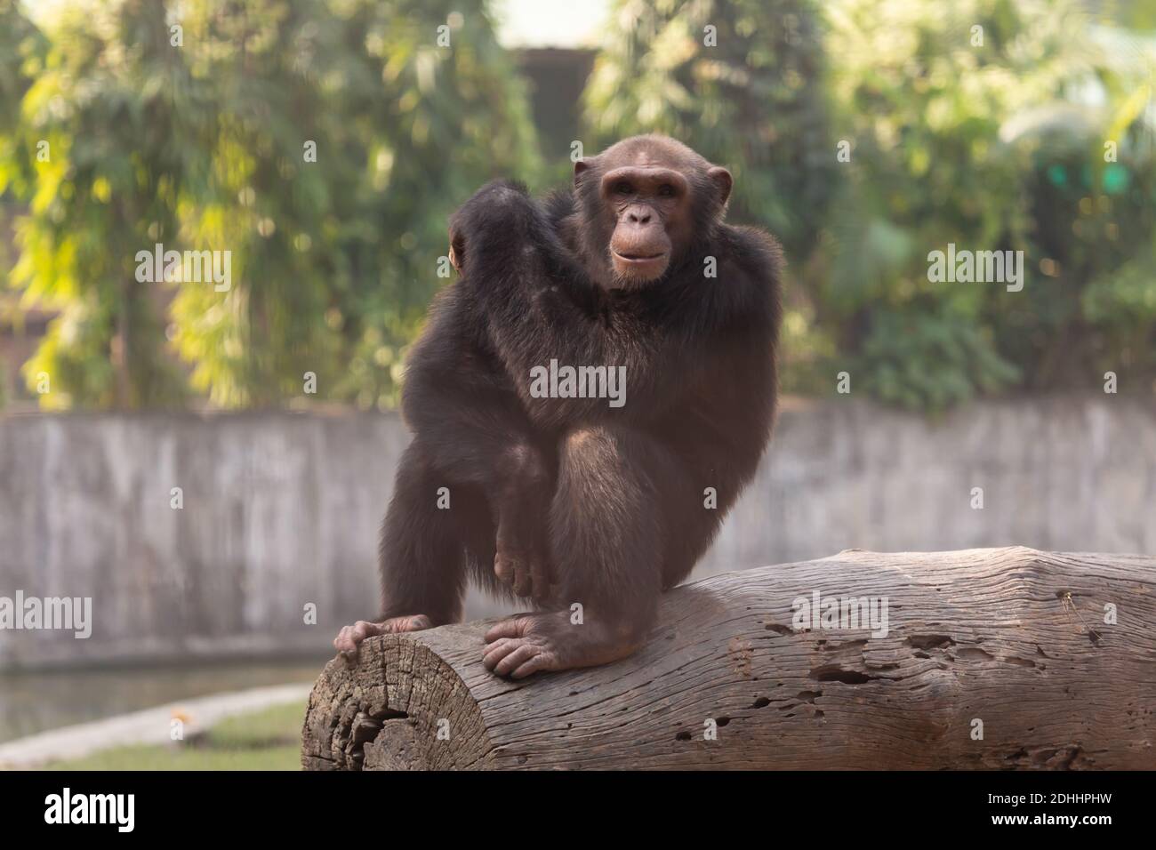 Chimpanzee ape with cute facial expression sitting on a fallen tree ...