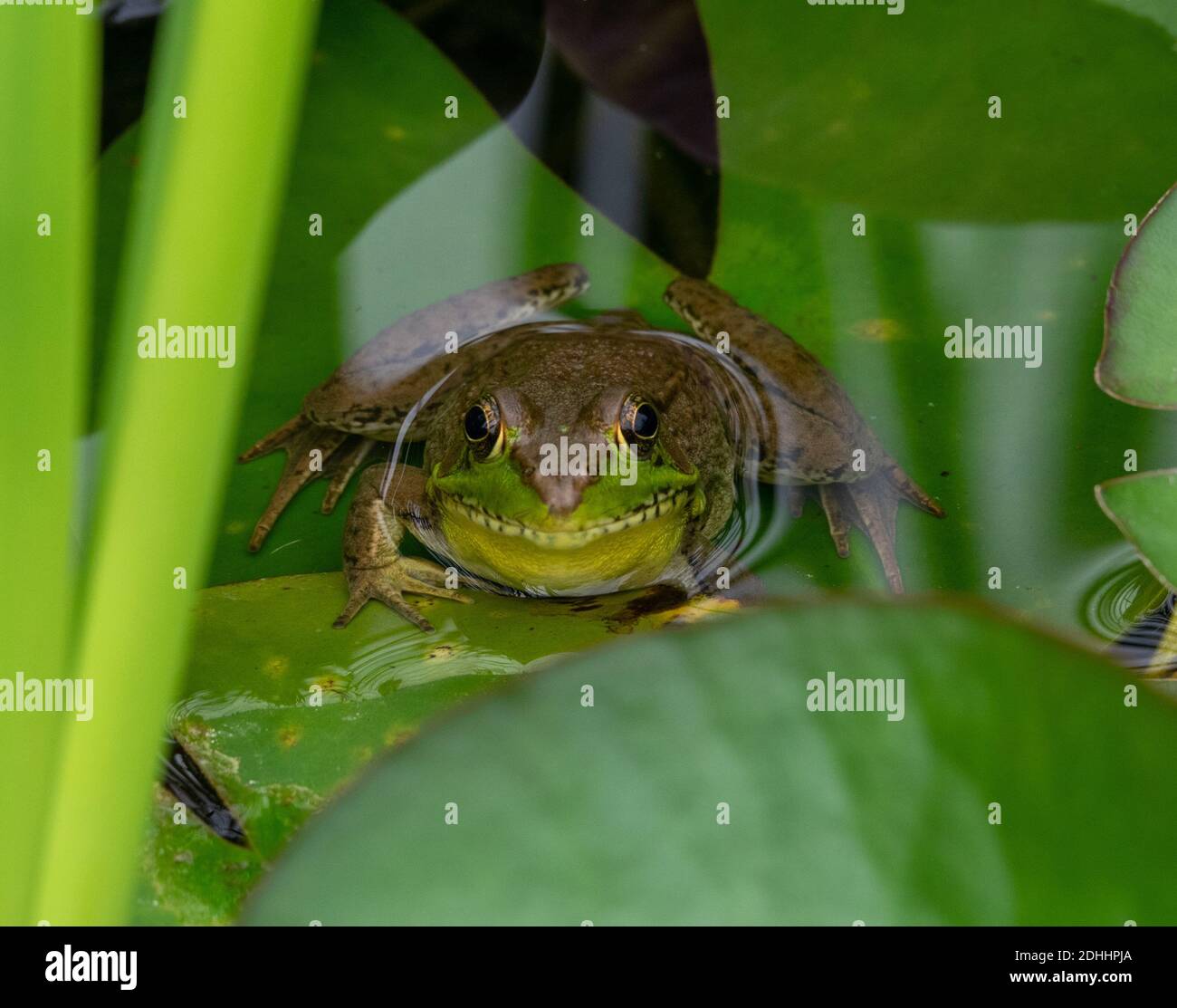 Edible frog sitting on hi-res stock photography and images - Alamy