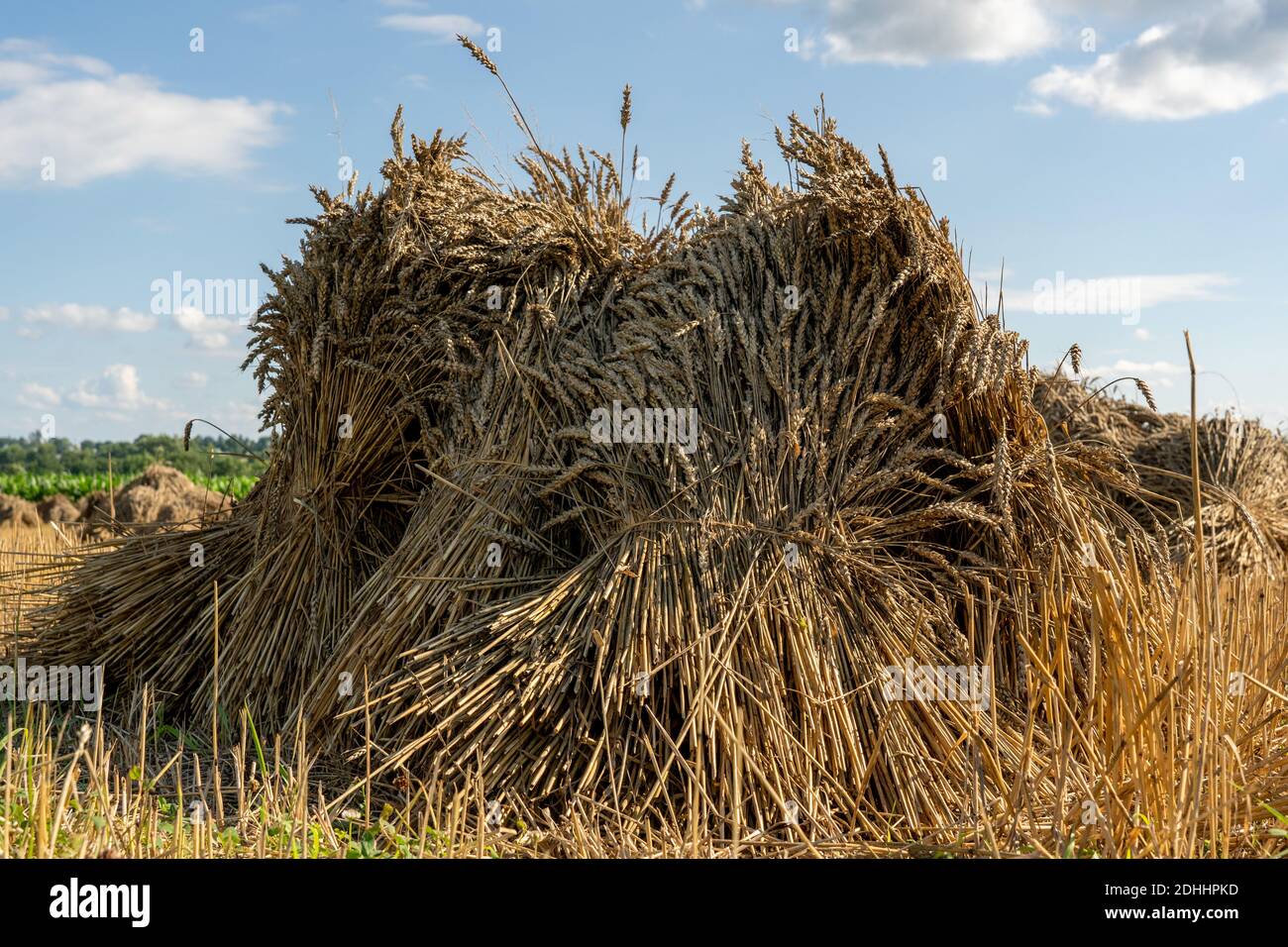 Golden sheaves hi-res stock photography and images - Alamy