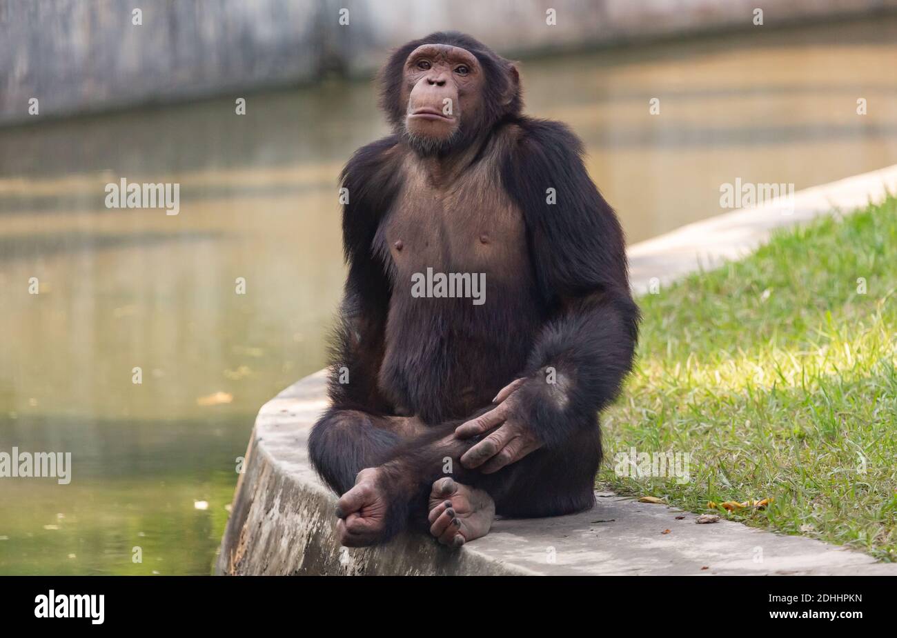Chimpanzee ape with cute facial expression shot at Indian wildlife ...