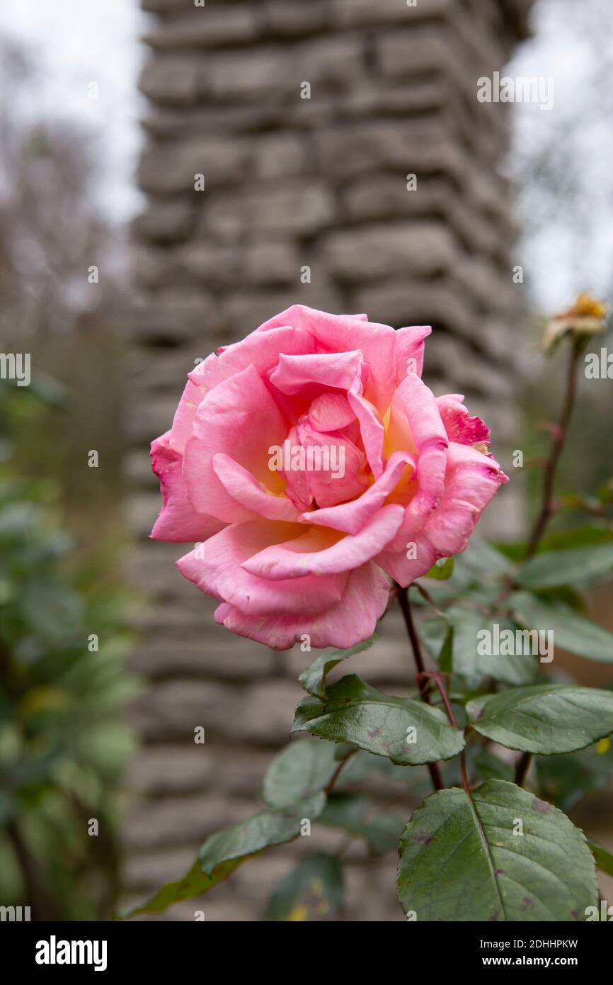 Pink Rose with a Stone Pillar Stock Photo - Alamy