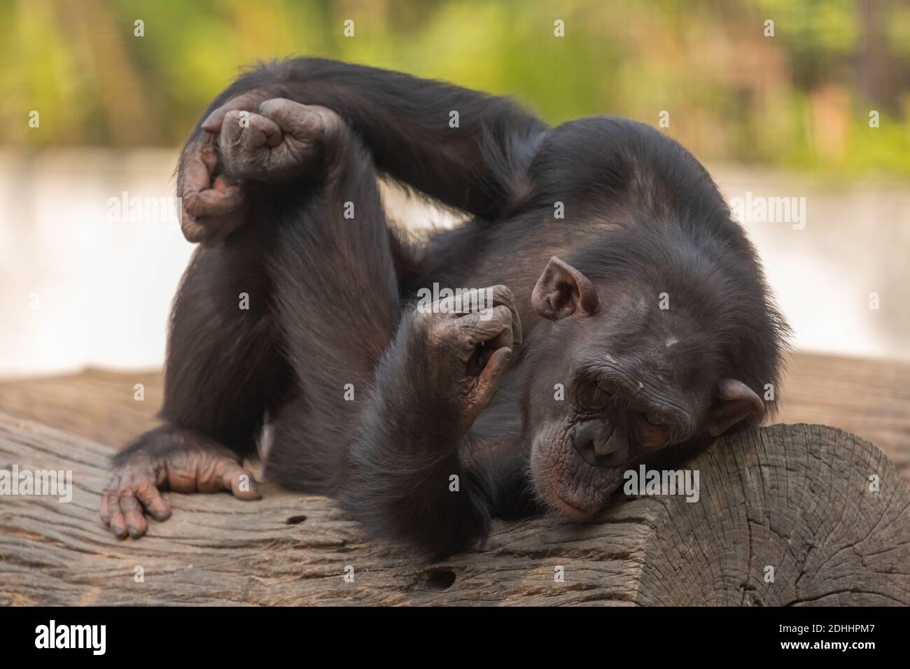 Baby chimpanzee resting on a wooden log at an Indian wildlife reserve ...