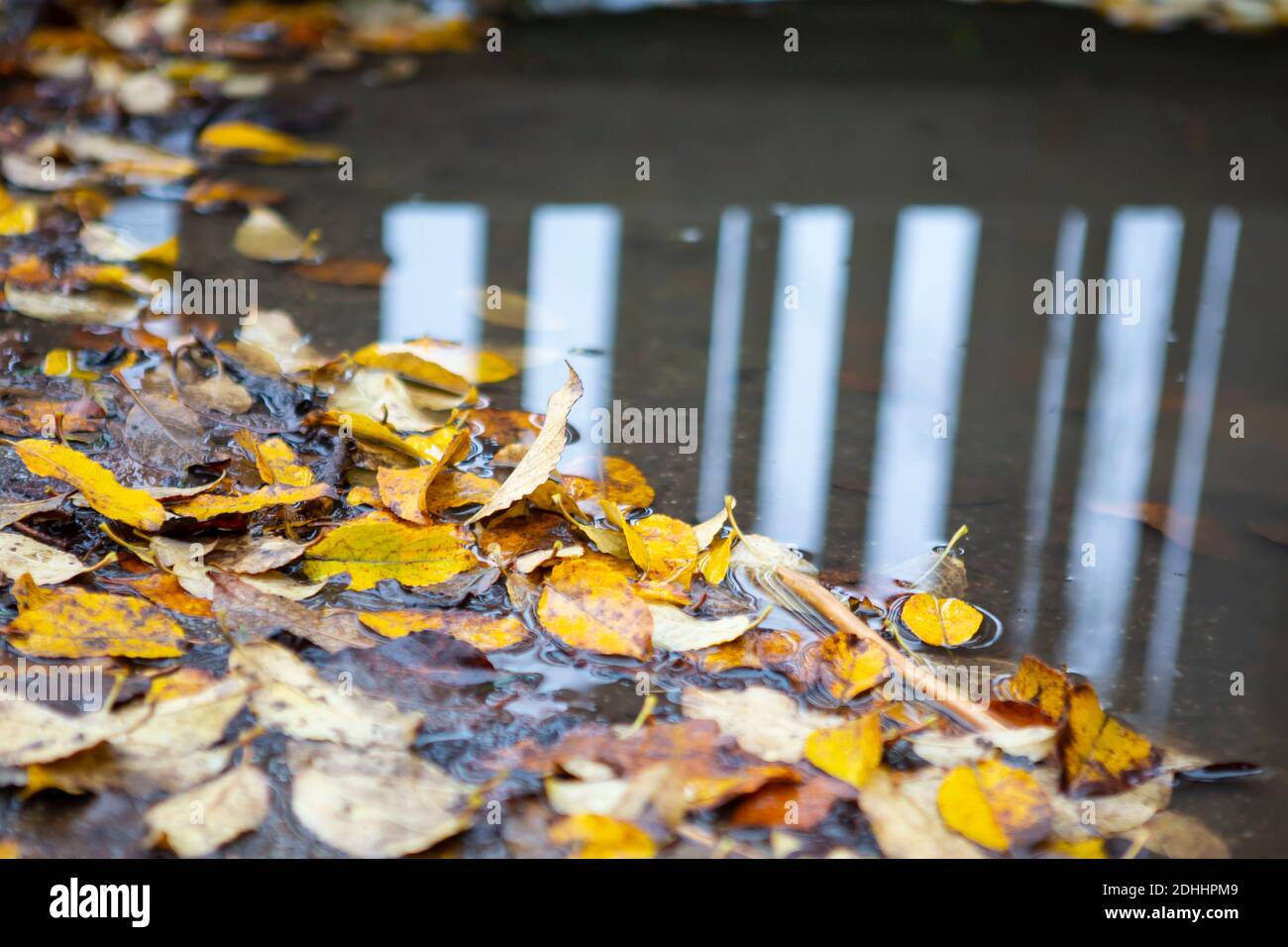 Autumn leaves with puddle reflection Stock Photo - Alamy