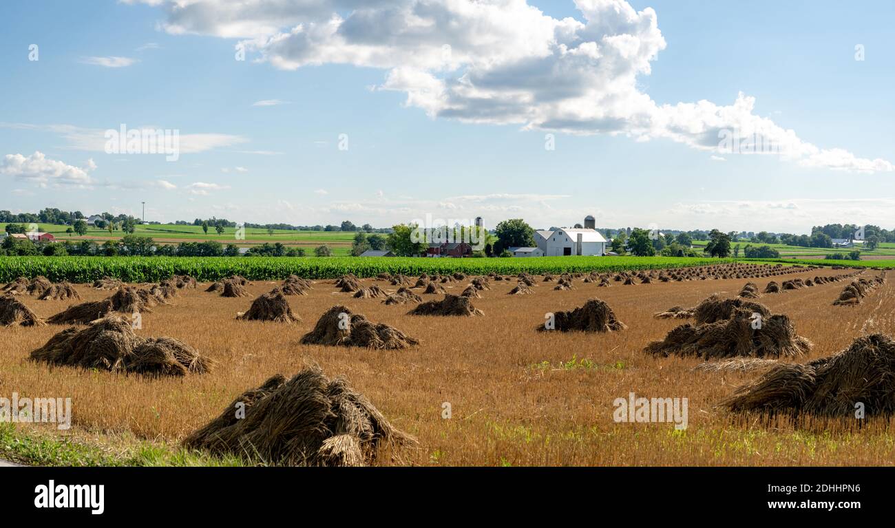 The golden wheat sheaves in the field with a farm in the background ...