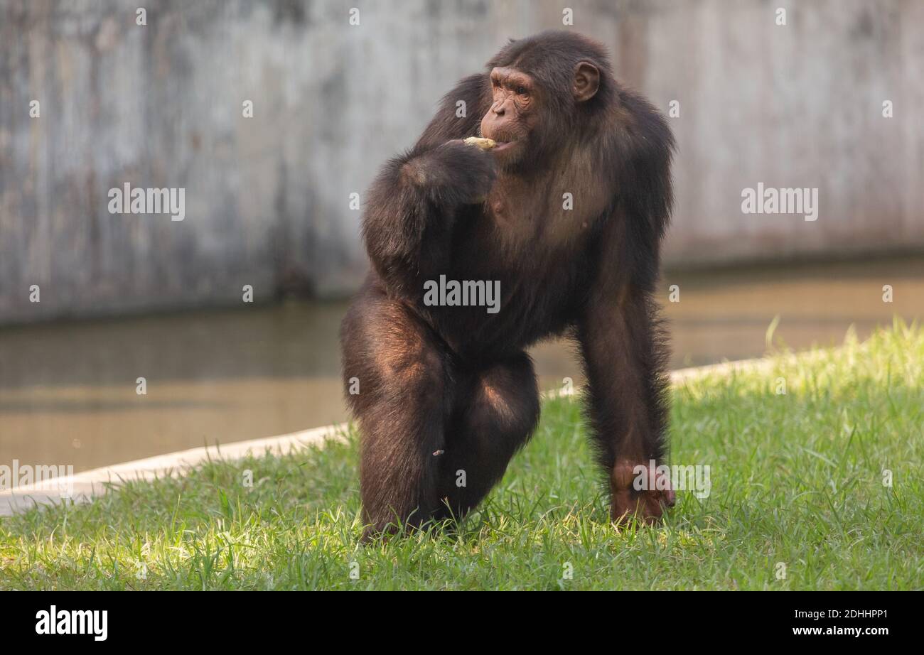 Chimpanzee primate eating fruits at an Indian wildlife reserve Stock ...