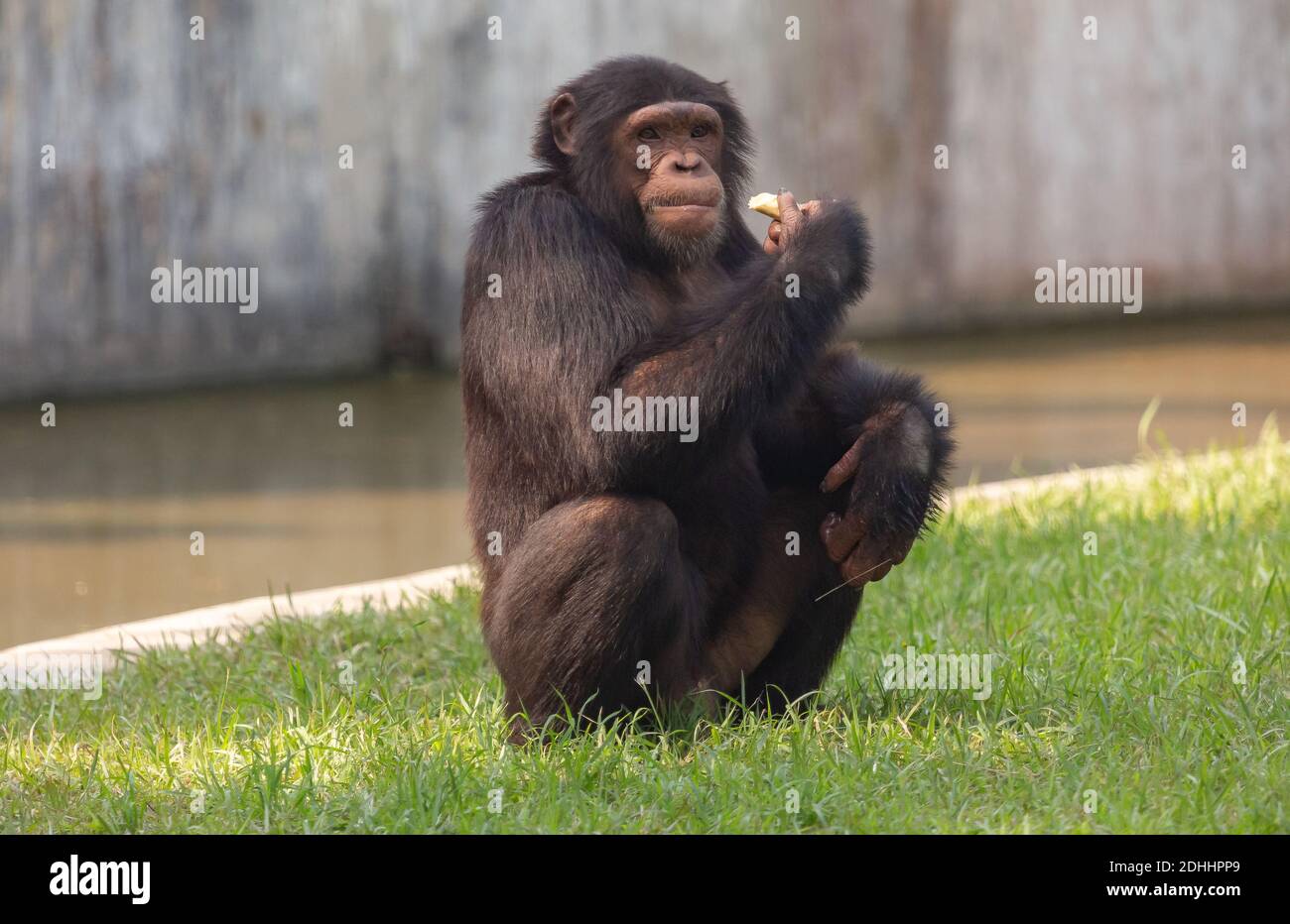 Chimpanzee primate eating fruits at an Indian wildlife reserve Stock ...