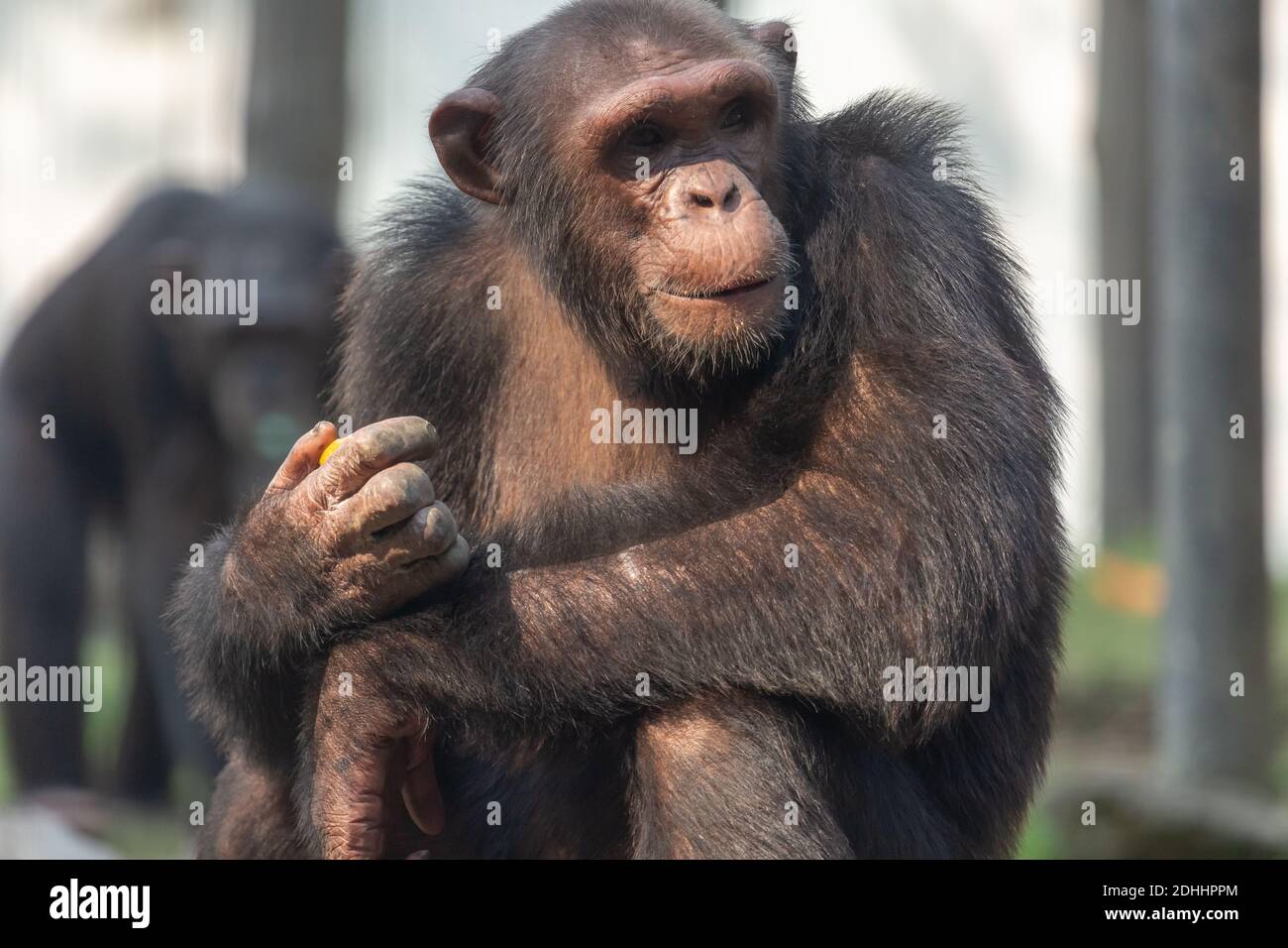 Chimpanzee primate eating fruits at an Indian wildlife reserve Stock ...