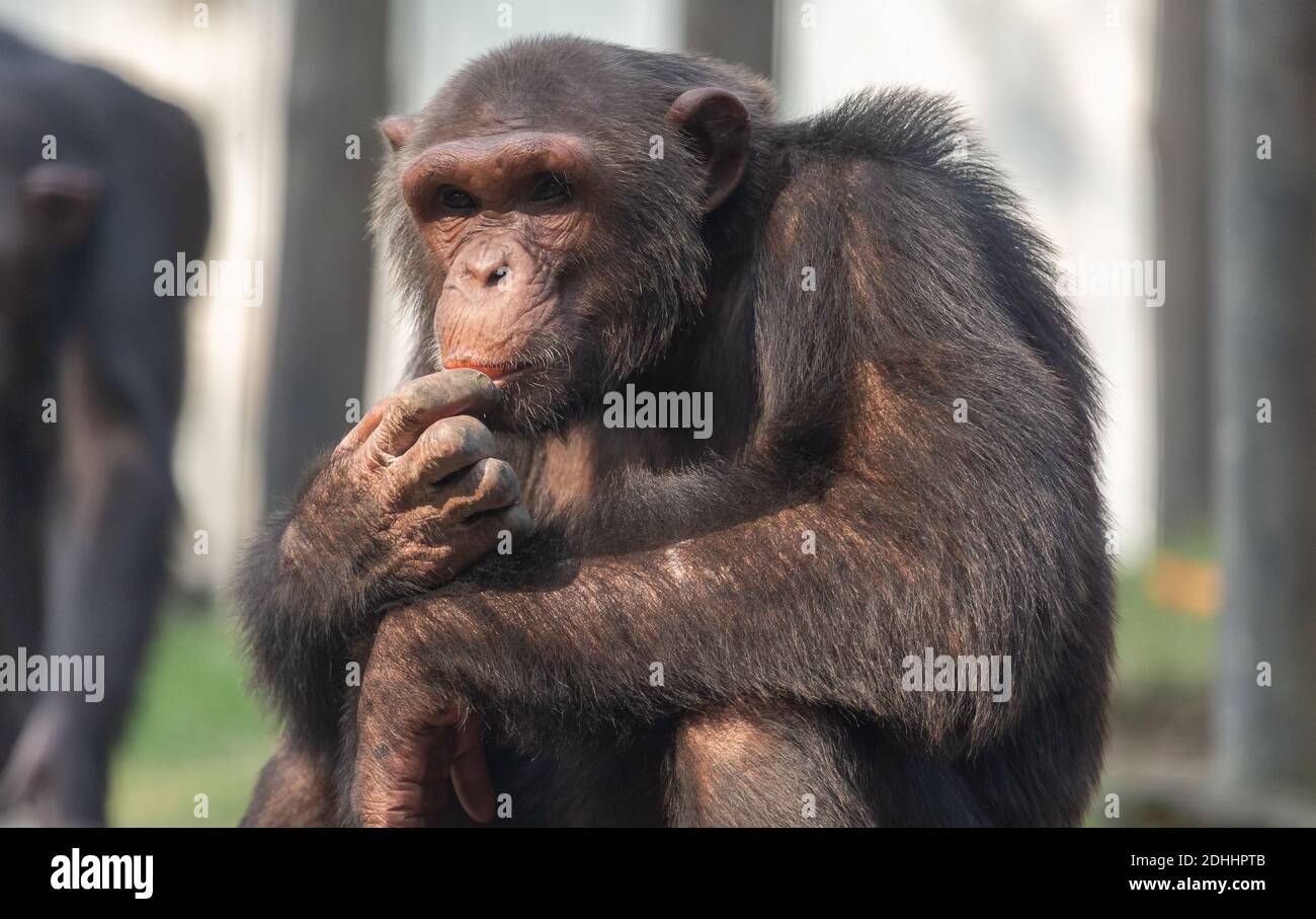 Chimpanzee primate eating fruits at an Indian wildlife reserve Stock ...