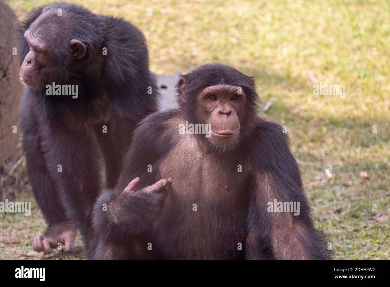 Chimpanzee primates at Indian wildlife sanctuaries Stock Photo - Alamy