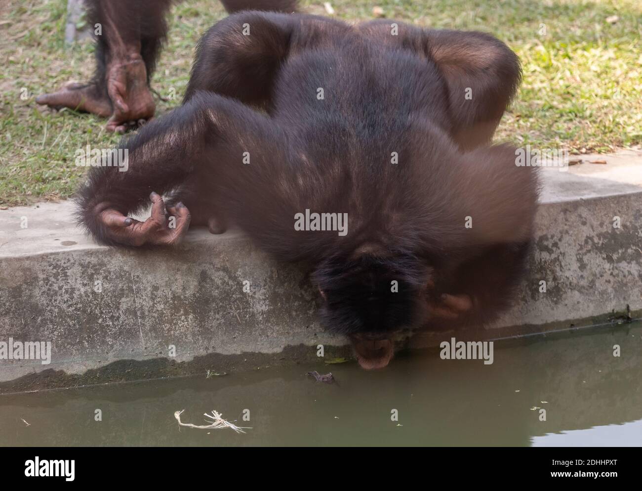Chimpanzee ape at a wildlife sanctuary in India drinking water from a ...