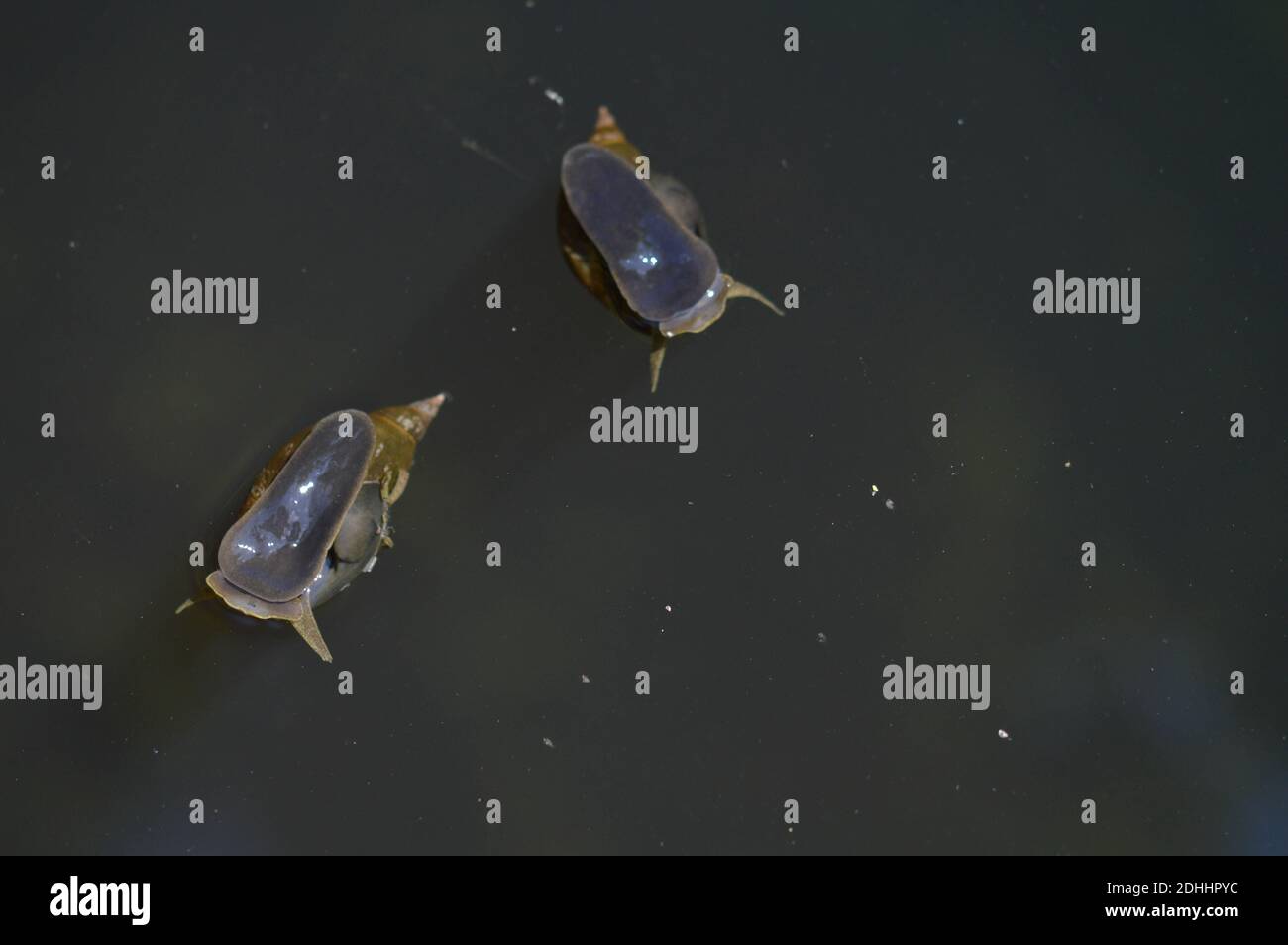 Water snails in the lake, in water two water snails. Water snail ...