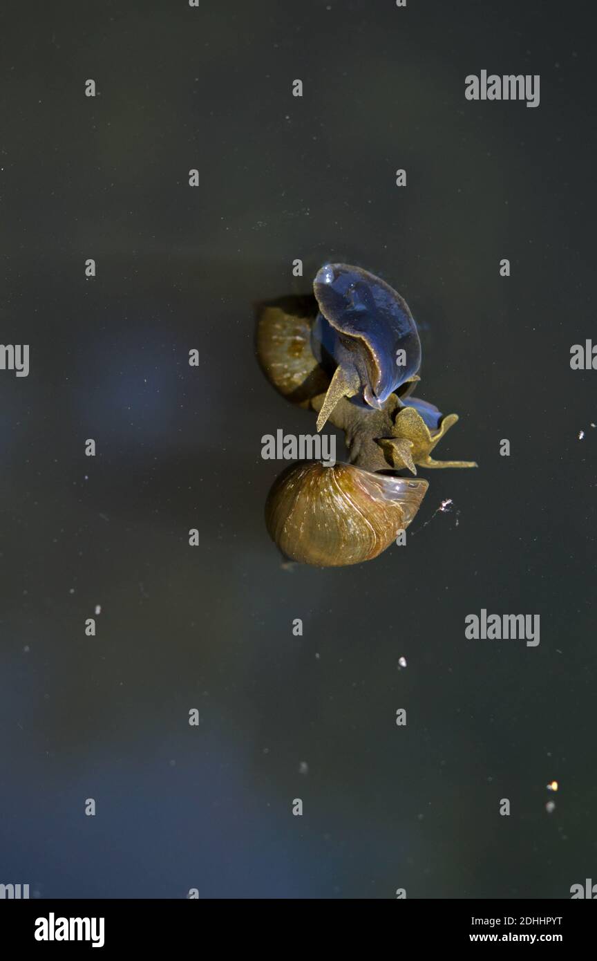 Water snails in the lake, in water two water snails. Water snail ...