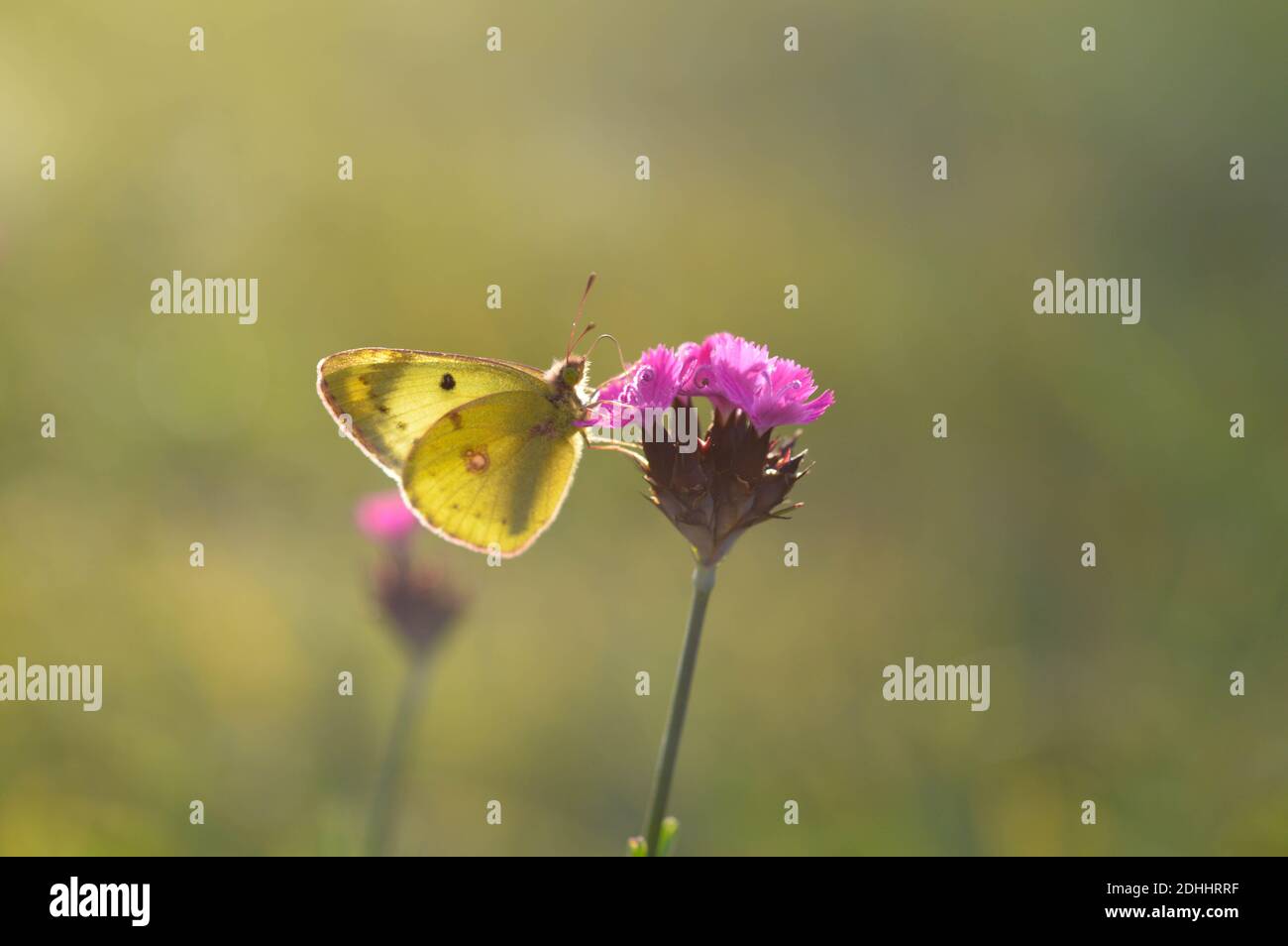 Clouded yellows, yellow butterfly on a flower in nature macro. Green ...