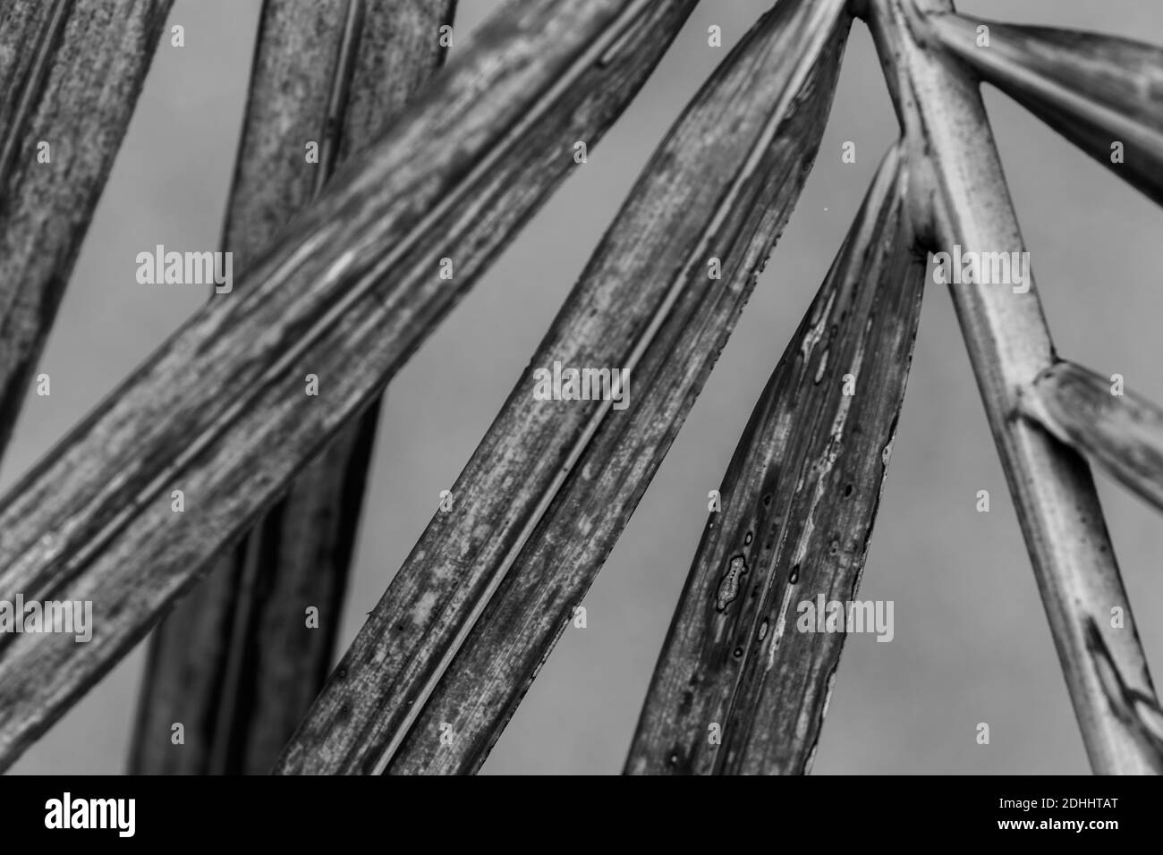 Leaf textures Black and White Stock Photos & Images - Alamy