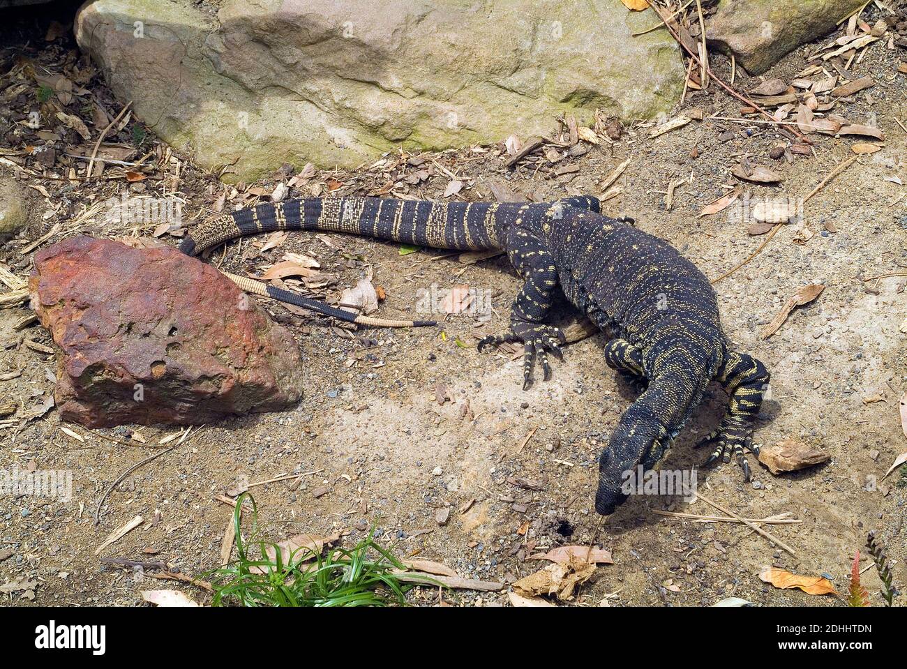 Australia, Lace Monitor one of the biggest lizards in Australia Stock ...