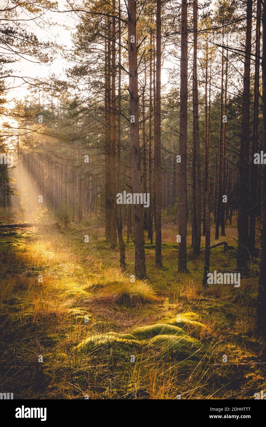 A vertical shot of an autumn park in Nowy Targ, Poland during sunset ...