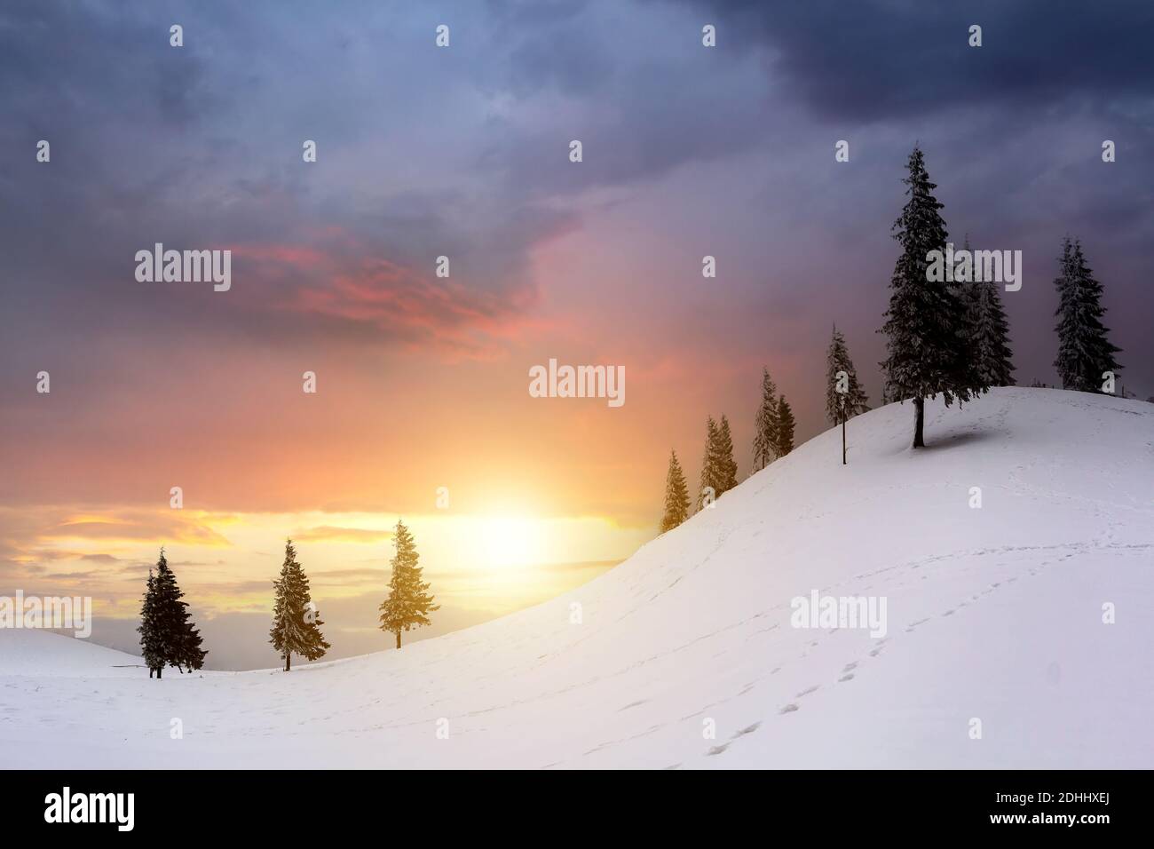 Sunset landscape with mountain hills and snowy valley with spruce trees ...