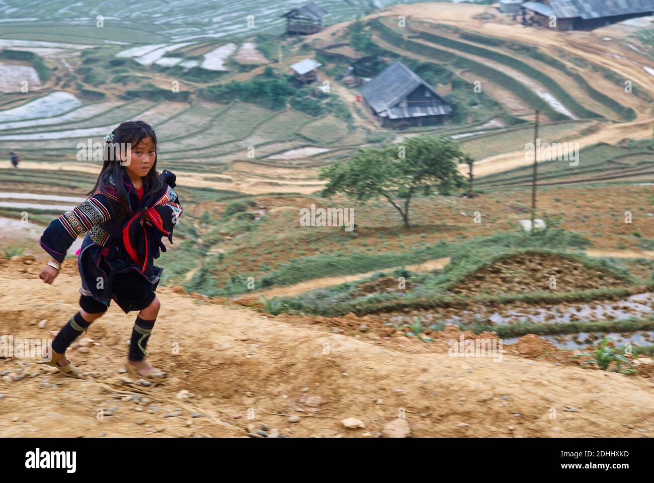 Vietnam. North Vietnam. Sapa area. Rice fields. Black Hmong ethnic ...