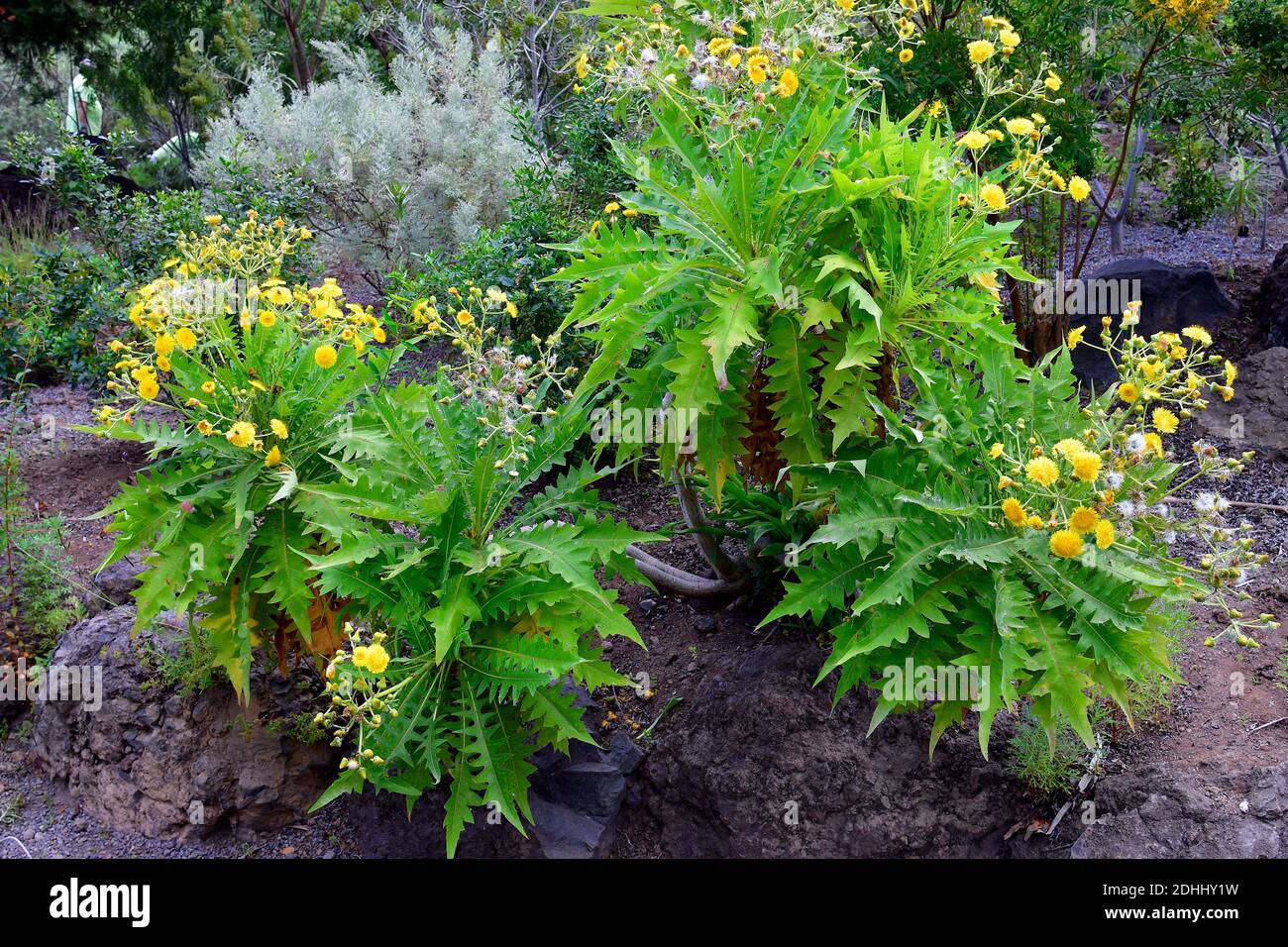 Spain, Canary Islands, Tenerife, giant dandelion Stock Photo - Alamy
