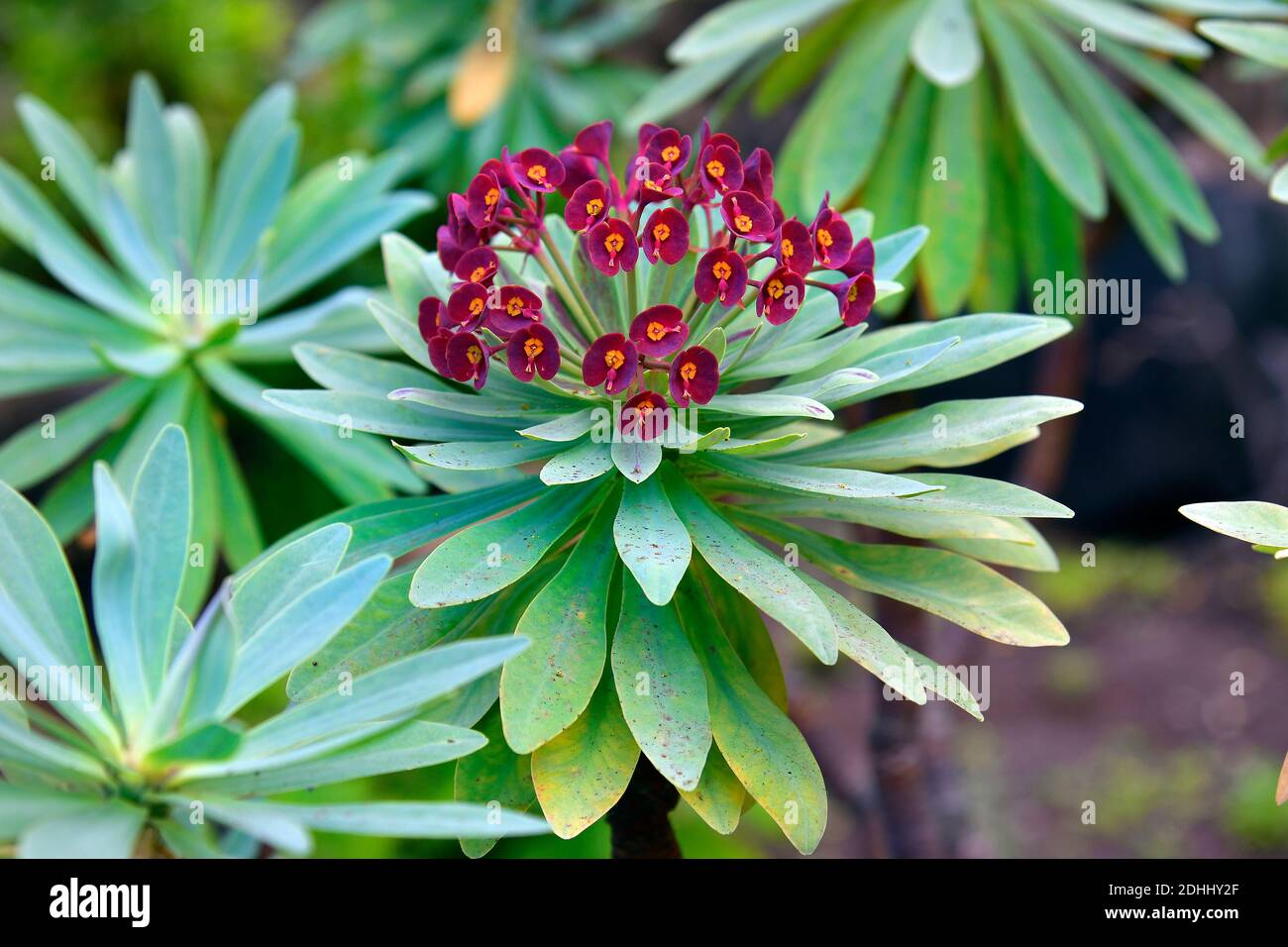 Euphorbia Purple