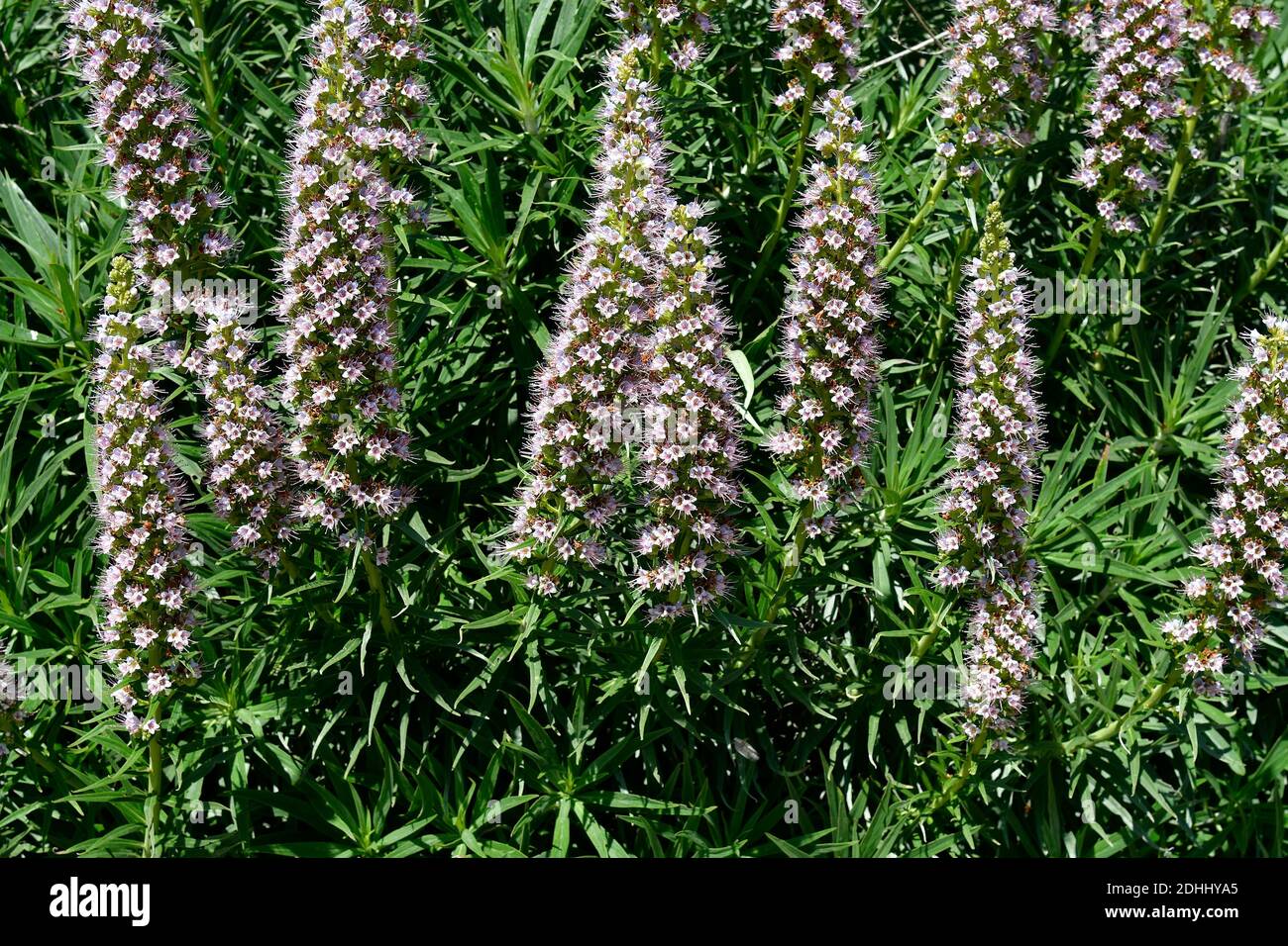 Spain, Canary Islands, Tenerife, flowering Echium simplex aka Tower of ...