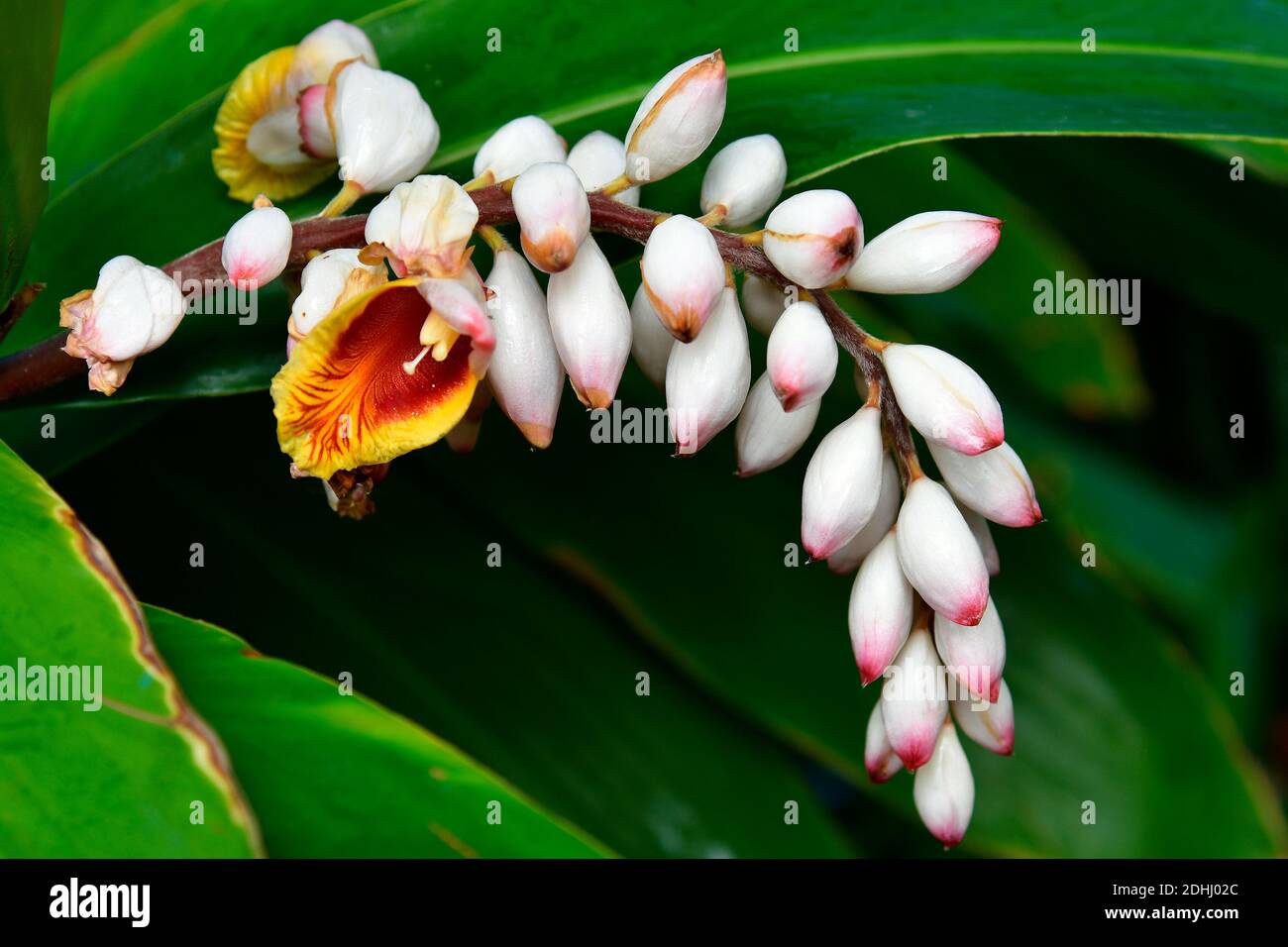 Spain, Canary Islands, Tenerife, blossom of Alpinia zerumbet aka Shell ...