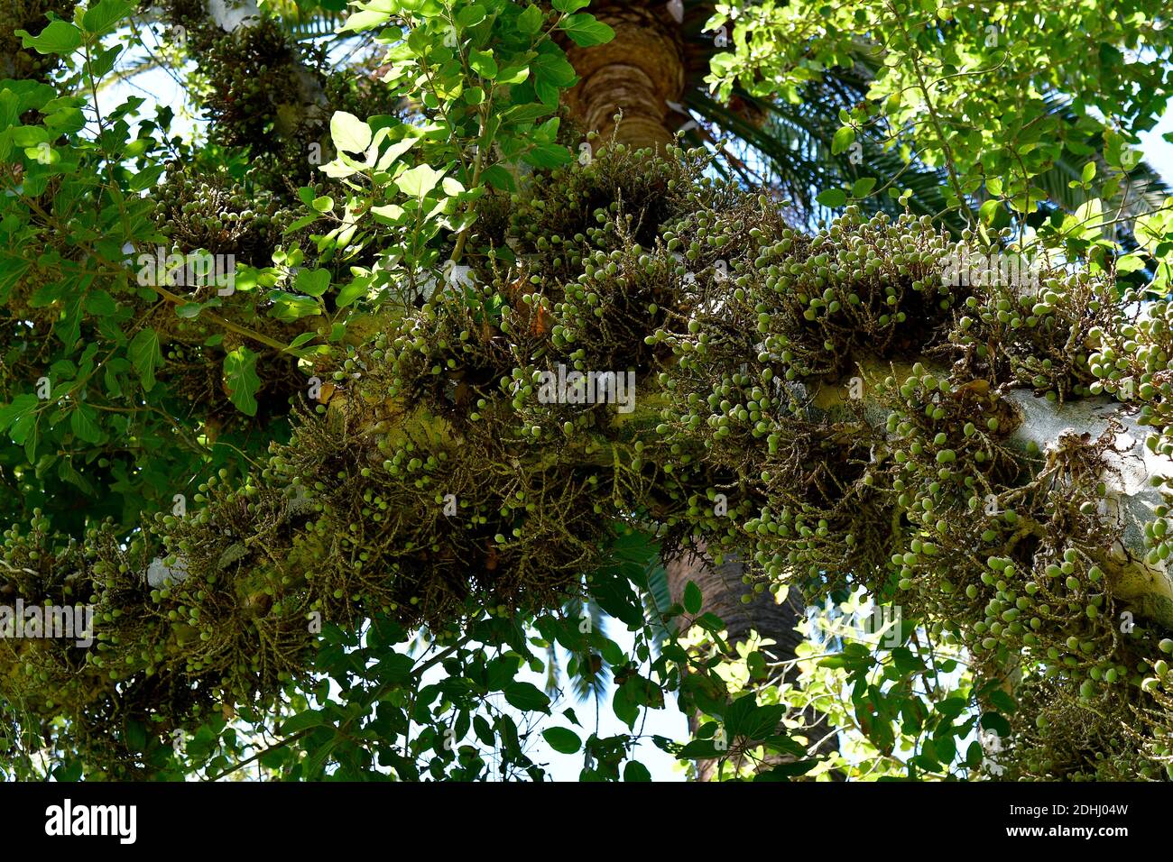 Ficus sycomorus hi-res stock photography and images - Alamy