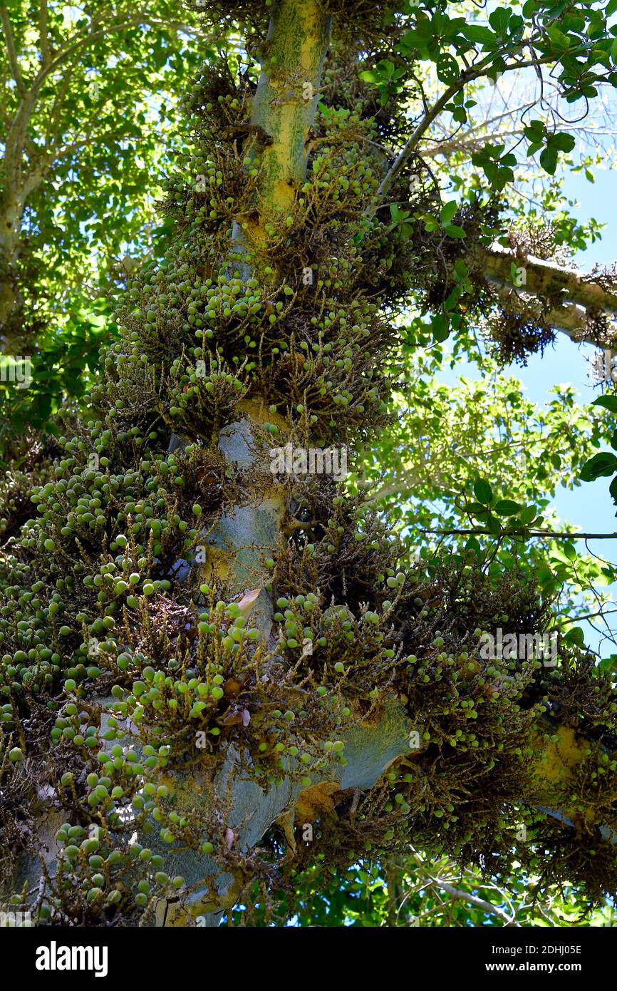 Spain, Canary Islands, Tenerife, Ficus Sycomorus with fruits Stock ...