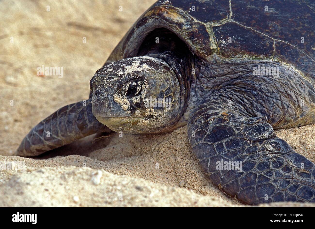 Loggerhead Sea Turtle, caretta caretta, Female putting Sand on its Eggs ...