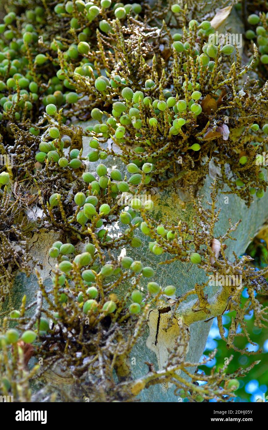 Spain, Canary Islands, Tenerife, Ficus Sycomorus with fruits Stock ...