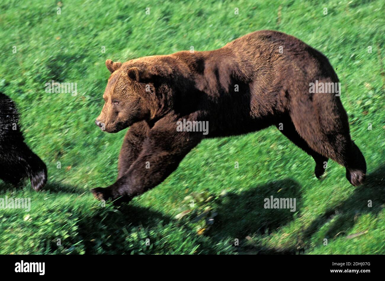 Brown Bear, ursus arctos, Adult leaping Stock Photo - Alamy