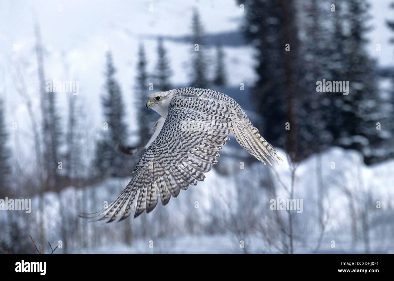 Gyrfalcon, falco rusticolus, Adult in Flight, Canada Stock Photo - Alamy