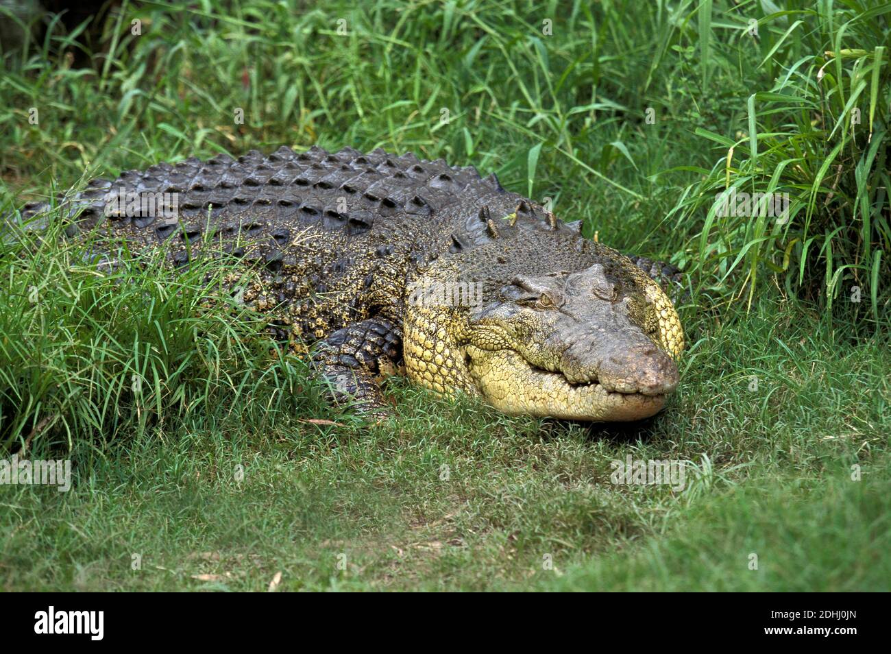 Australian Saltwater Crocodile or Estuarine Crocodile, crocodylus porosus, Australia Stock Photo ...