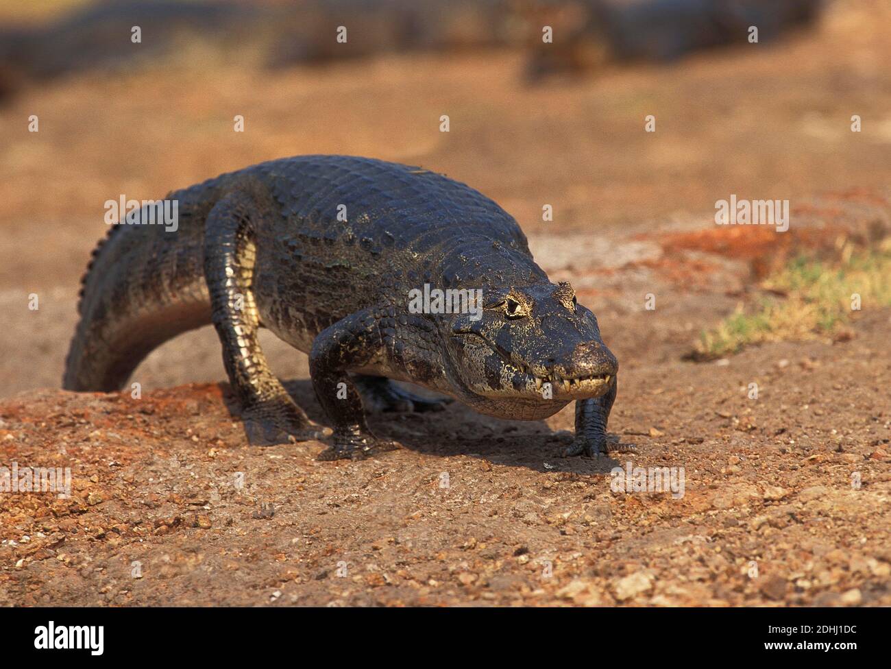 Broad Nosed Caiman, caiman latirostris, Adult walking, Pantanal in ...