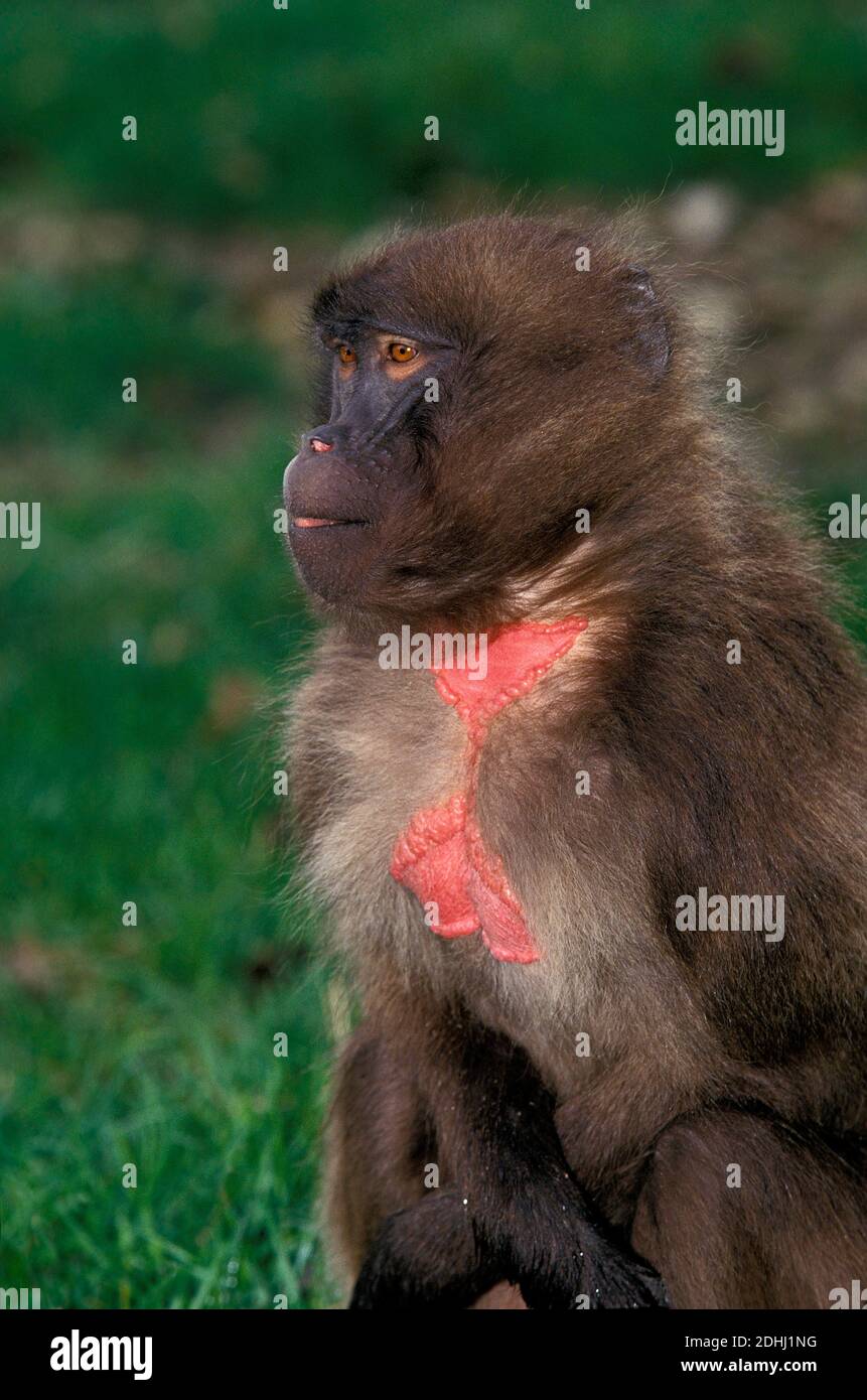 Gelada Baboon, theropithecus gelada, Female Stock Photo - Alamy