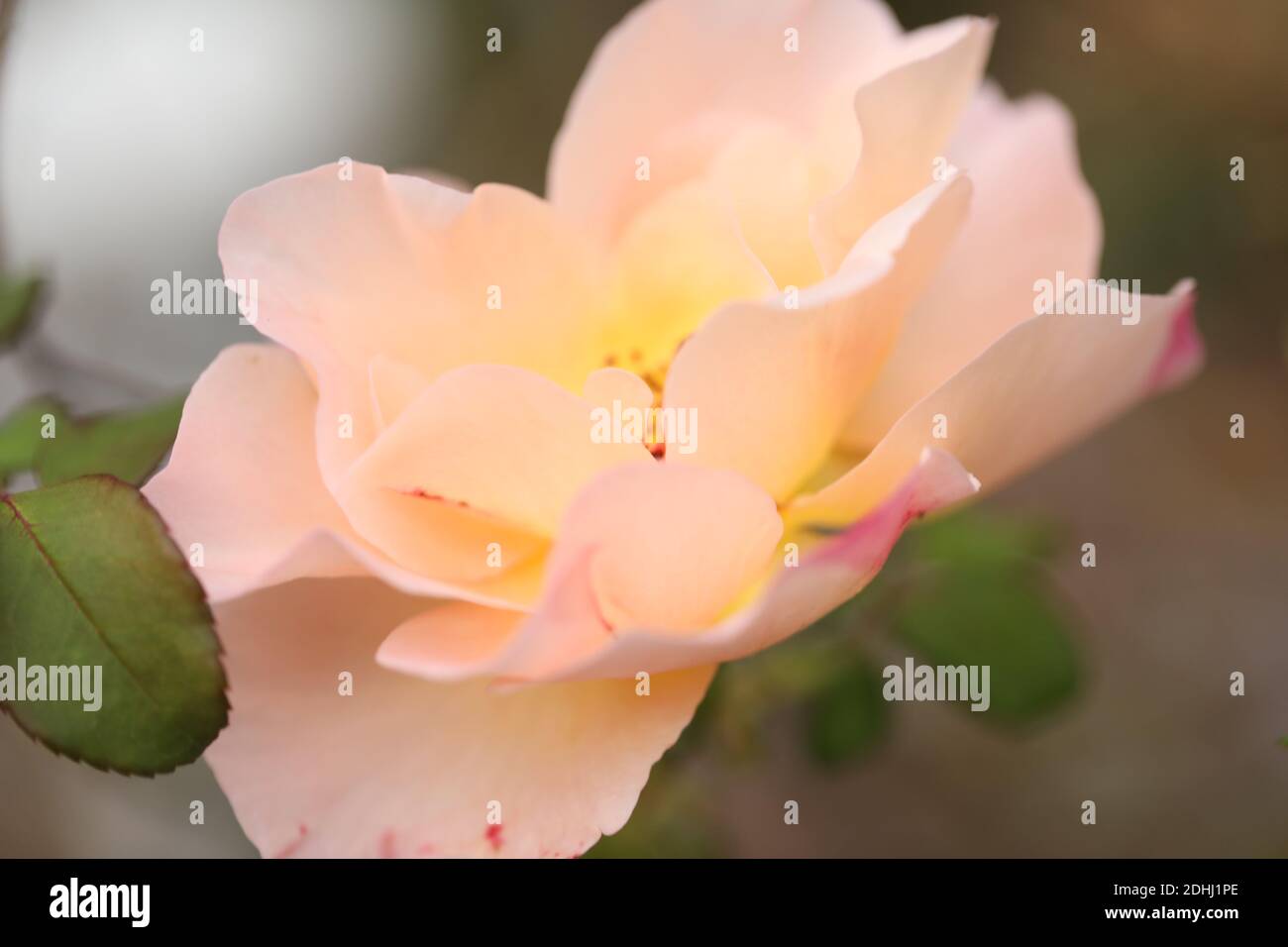 Selective focus garden rose hi-res stock photography and images - Alamy
