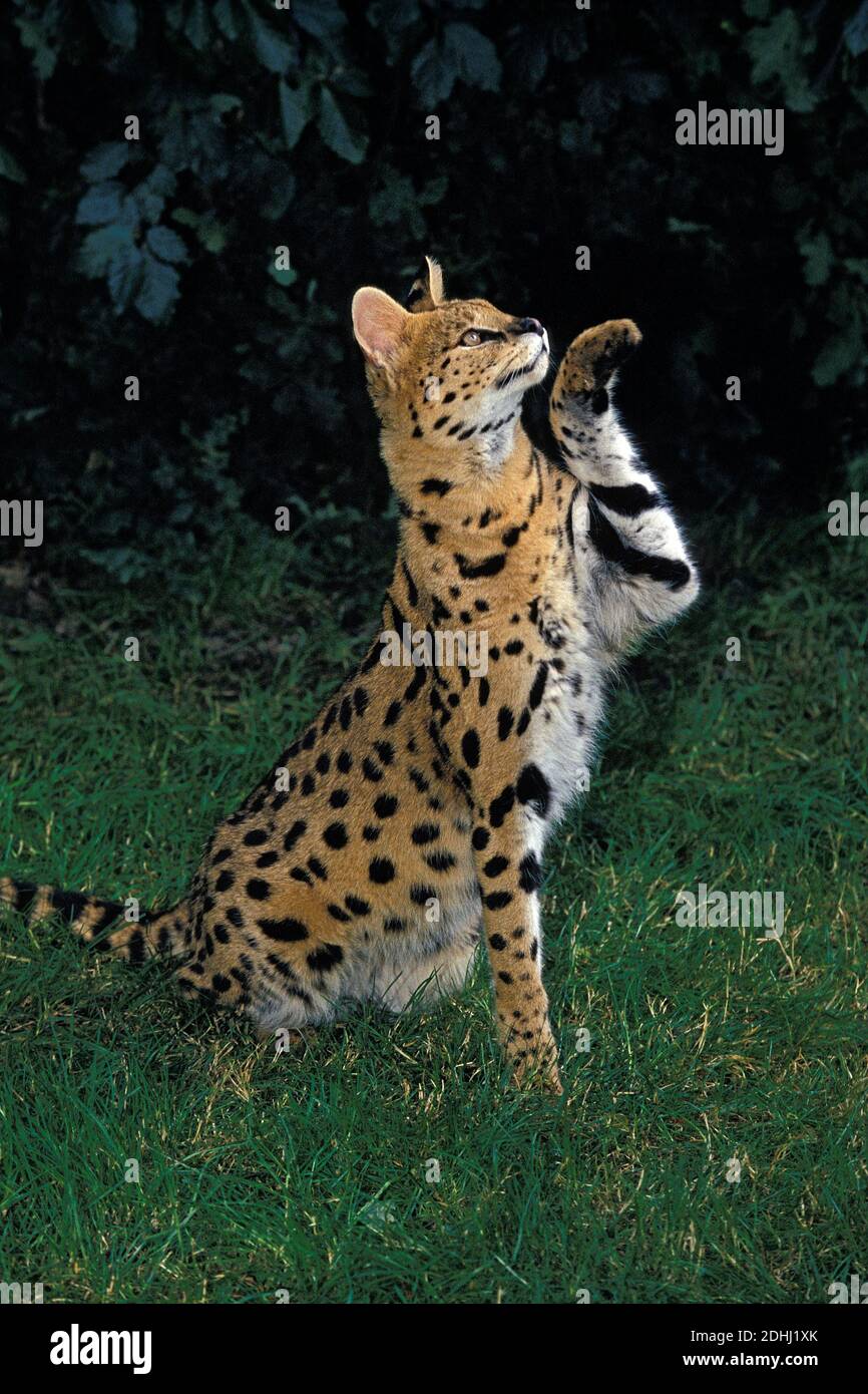 Serval, leptailurus serval, Adult holding up Front Paw Stock Photo - Alamy