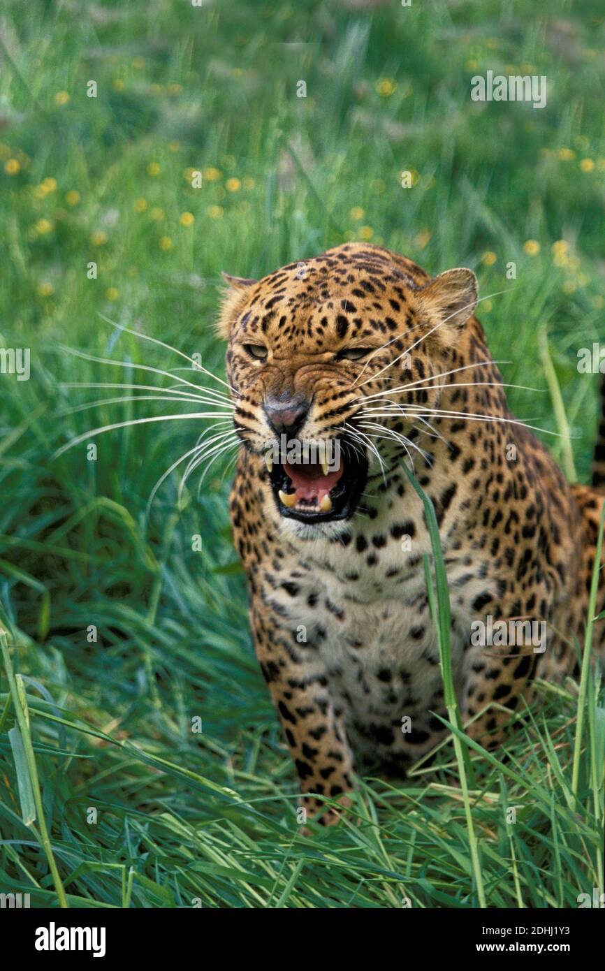 Leopard, panthera pardus, Adult snarling, with Open Mouth Stock Photo ...