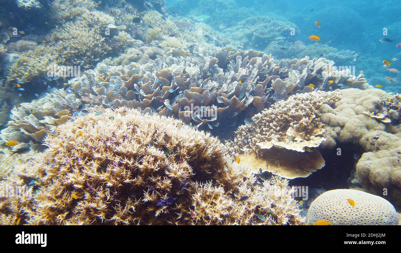 Underwater Colorful Tropical Fishes. wonderful and beautiful underwater ...