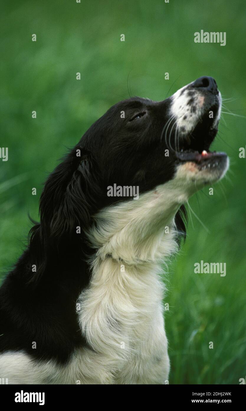Yapping Dog High Resolution Stock Photography and Images - Alamy