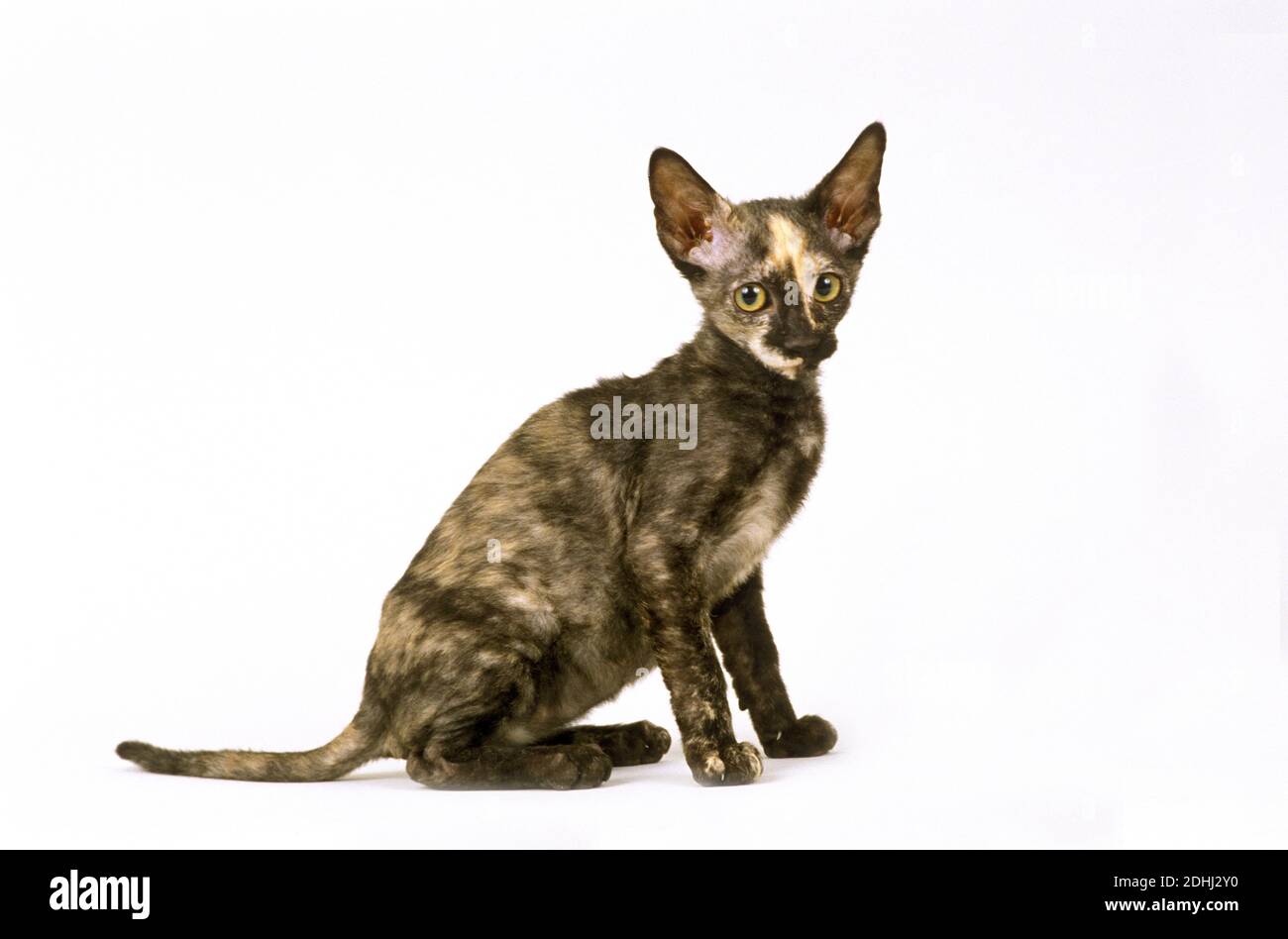 Rex Cornish Domestic Cat, Kitten sitting against White Background Stock ...