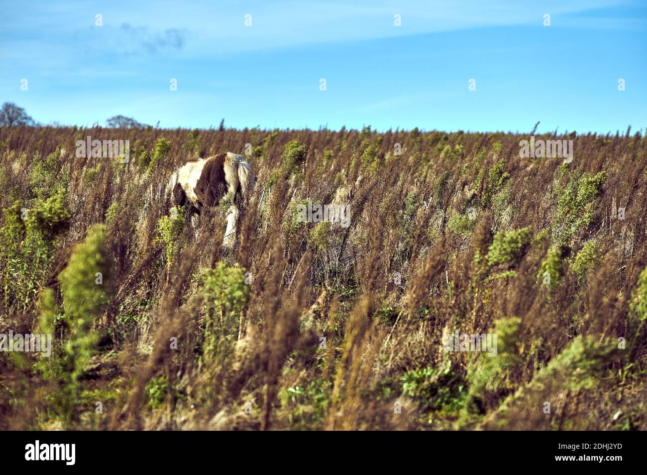 A hidden horse in a field with long grasses Stock Photo - Alamy
