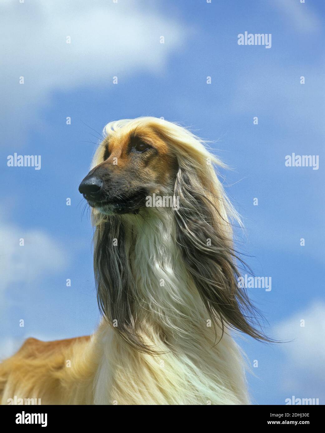 Afghan Hound, Portrait of Adult against Blue Sky Stock Photo - Alamy
