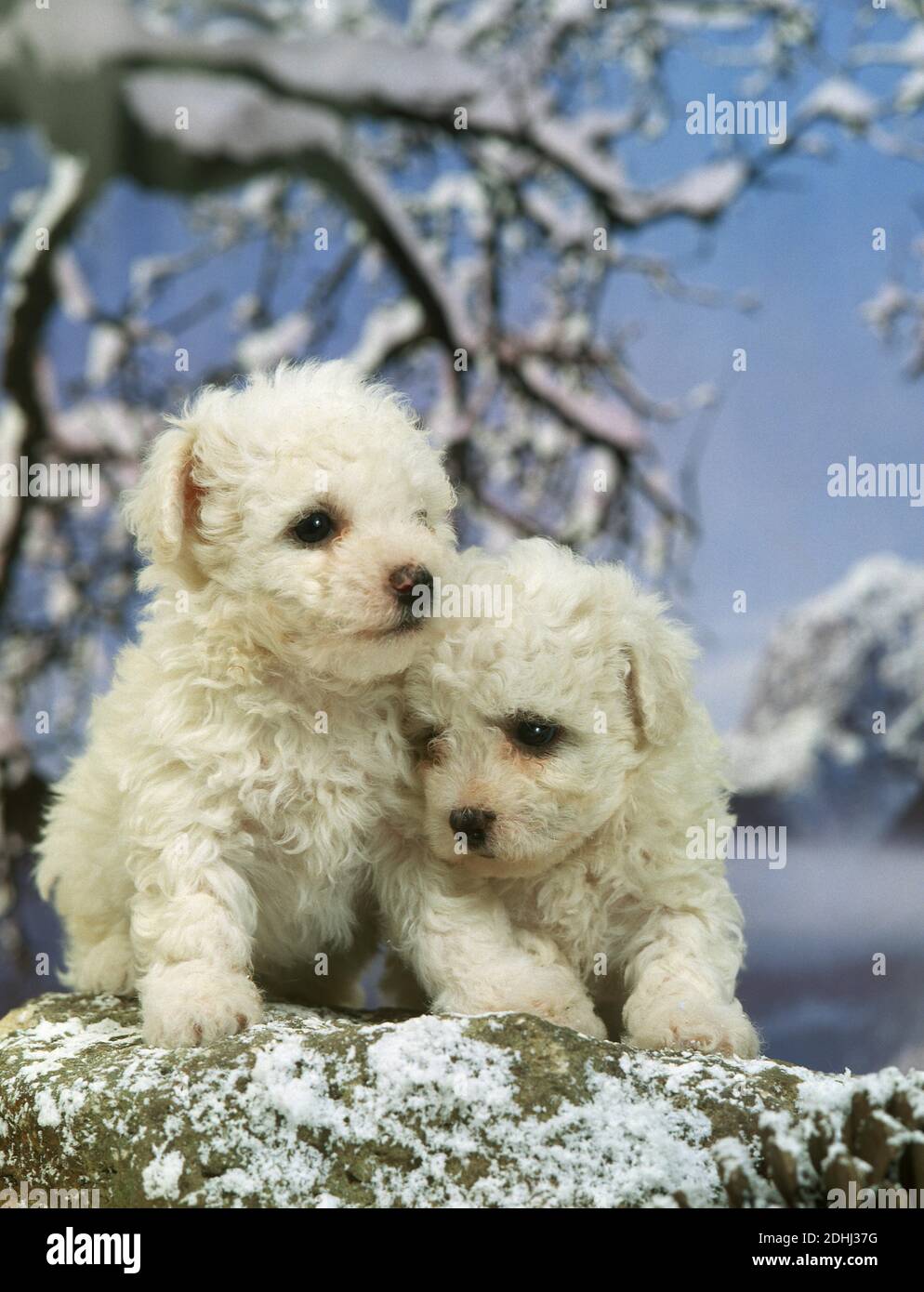 Bichon Frise Dog, Pup in Winter Stock Photo - Alamy