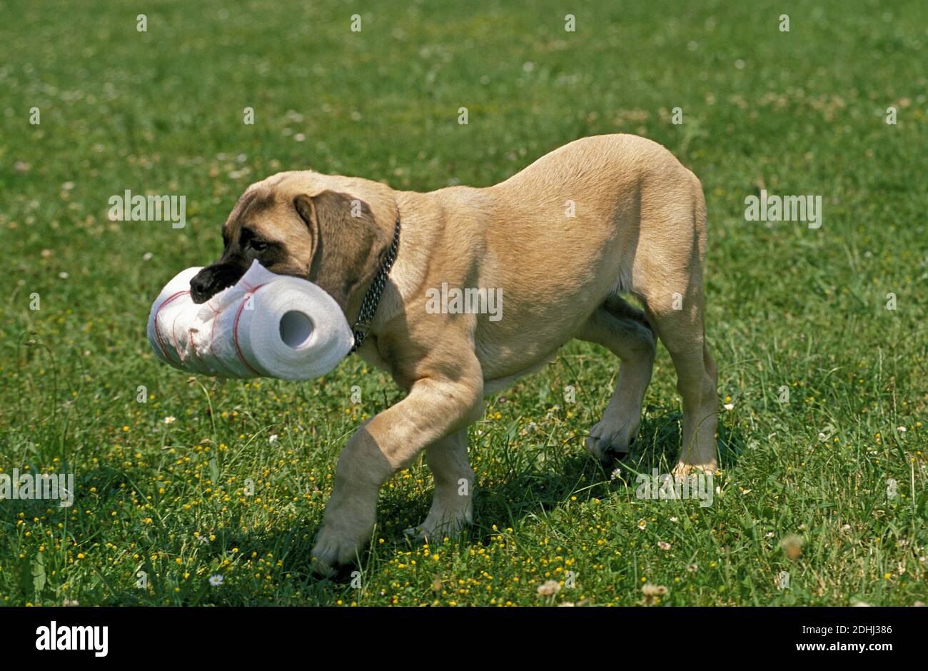 Paper mouth hi-res stock photography and images - Alamy