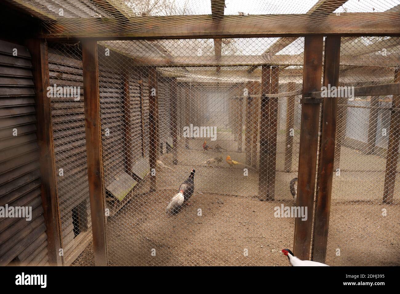 Cage aviary hi-res stock photography and images - Alamy