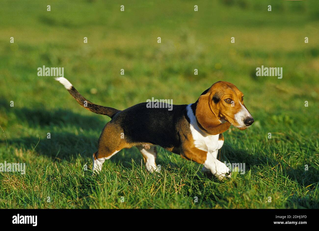 Artesian Norman Basset or Basset Artesian Normand walking on Grass ...