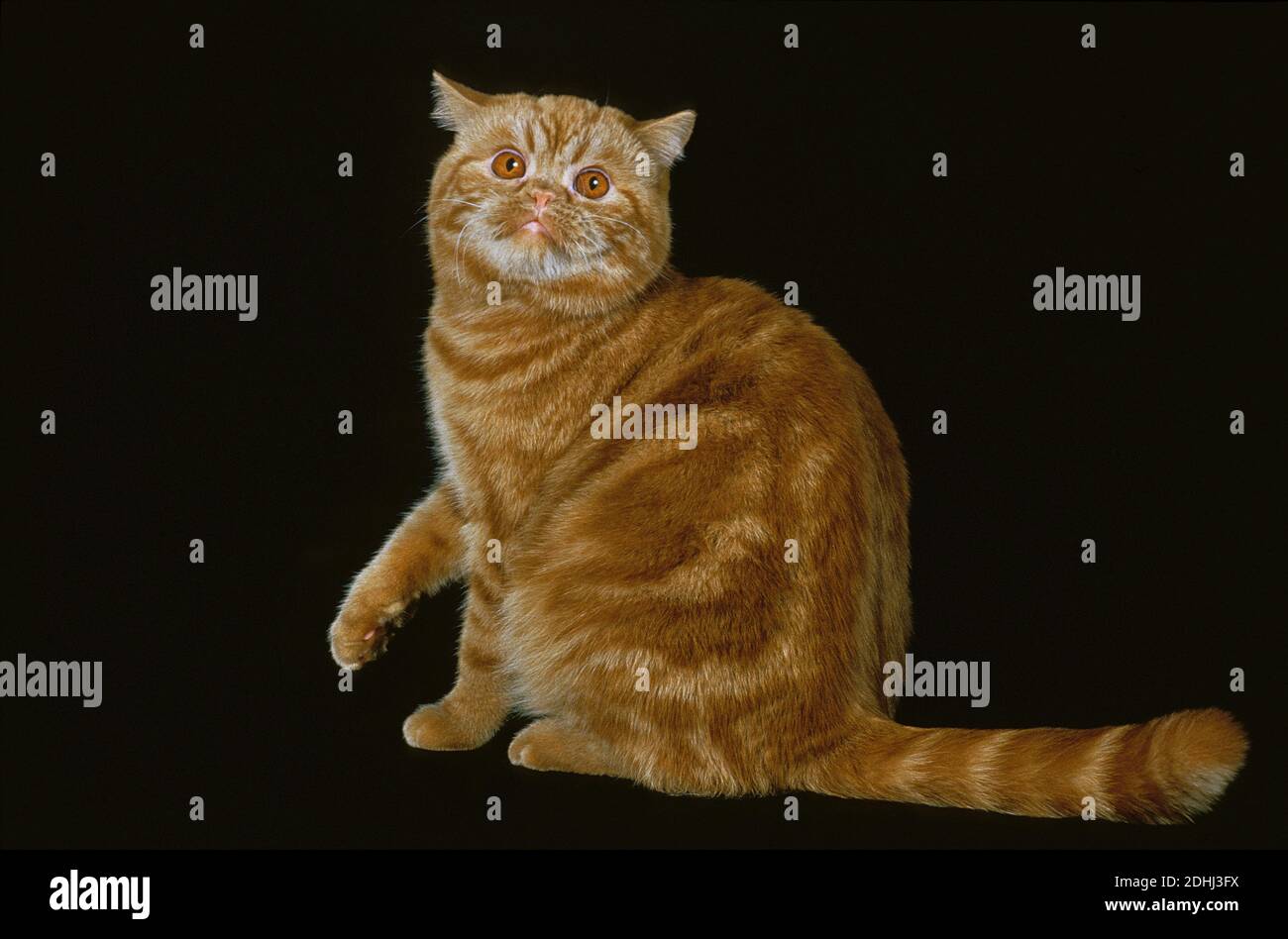 Red Exotic Shorthair against Black Background Stock Photo - Alamy