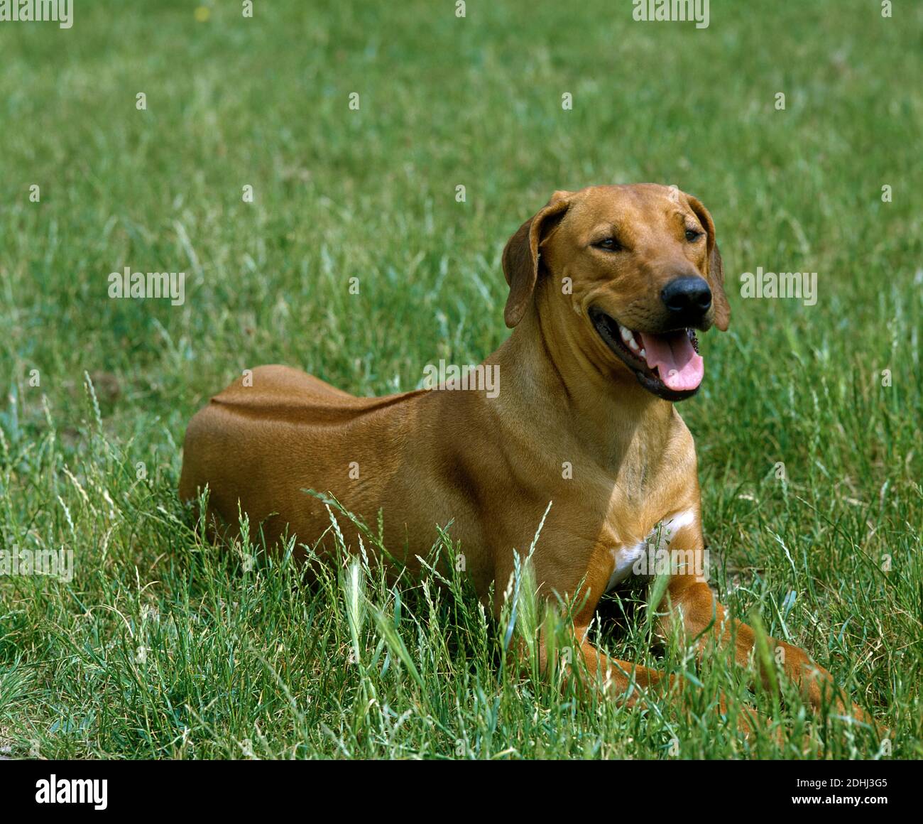 Rhodesian ridgeback dog laying down hi-res stock photography and images ...