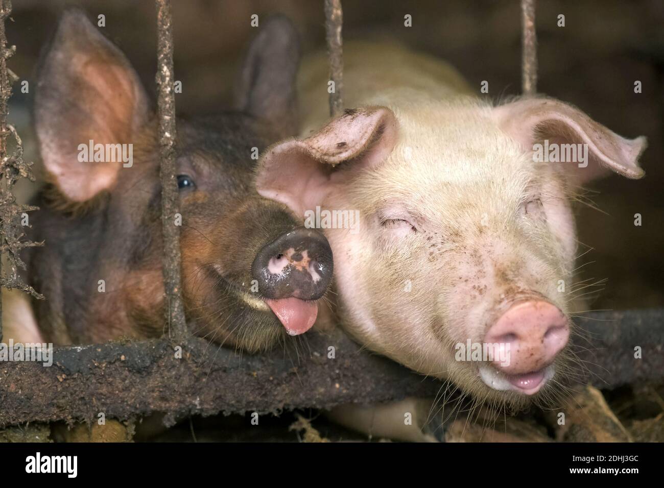 Two pigs barn farm hi-res stock photography and images - Alamy